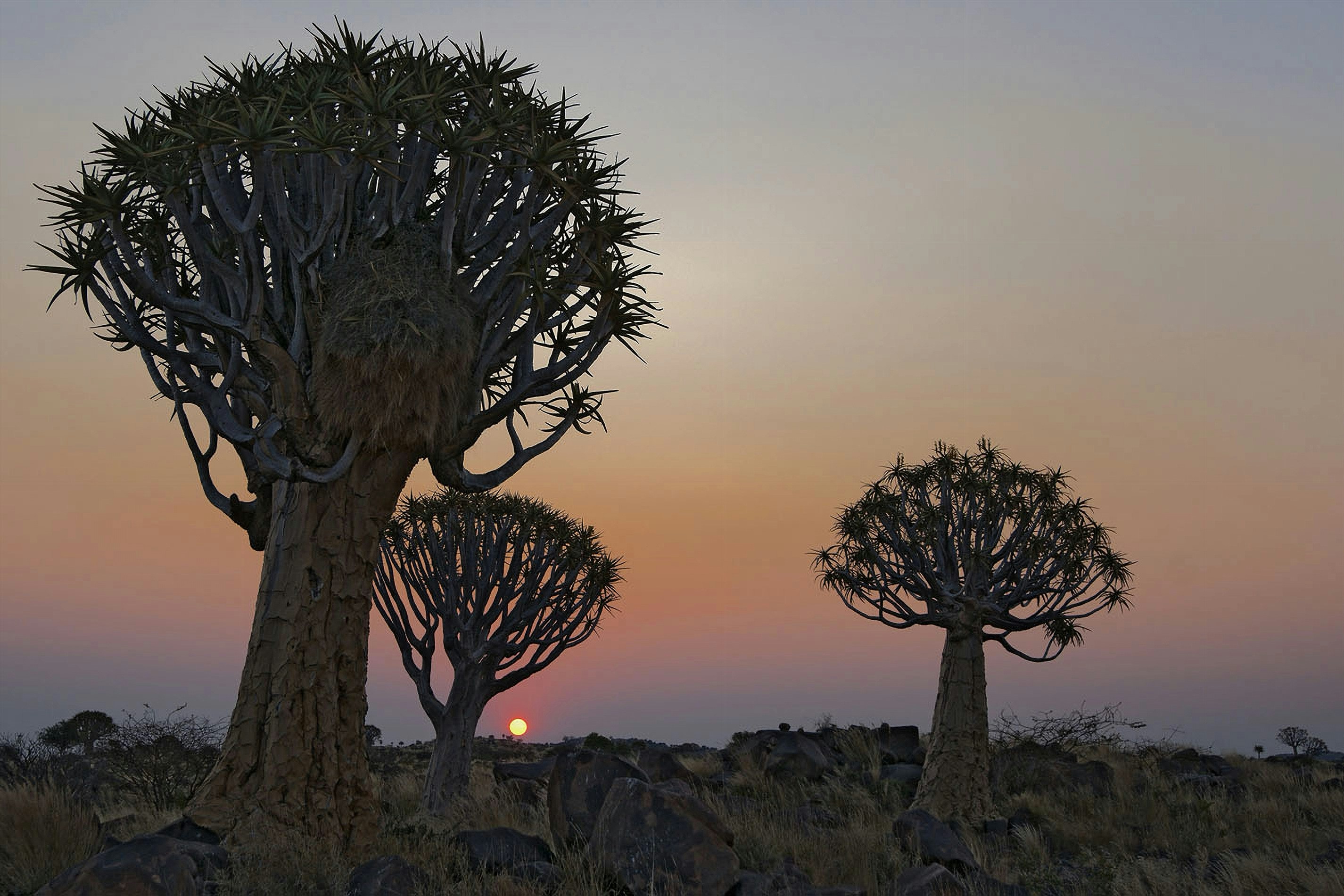 Quiver trees silhouetted at sunset. photo – Free Outdoors Image on Unsplash
