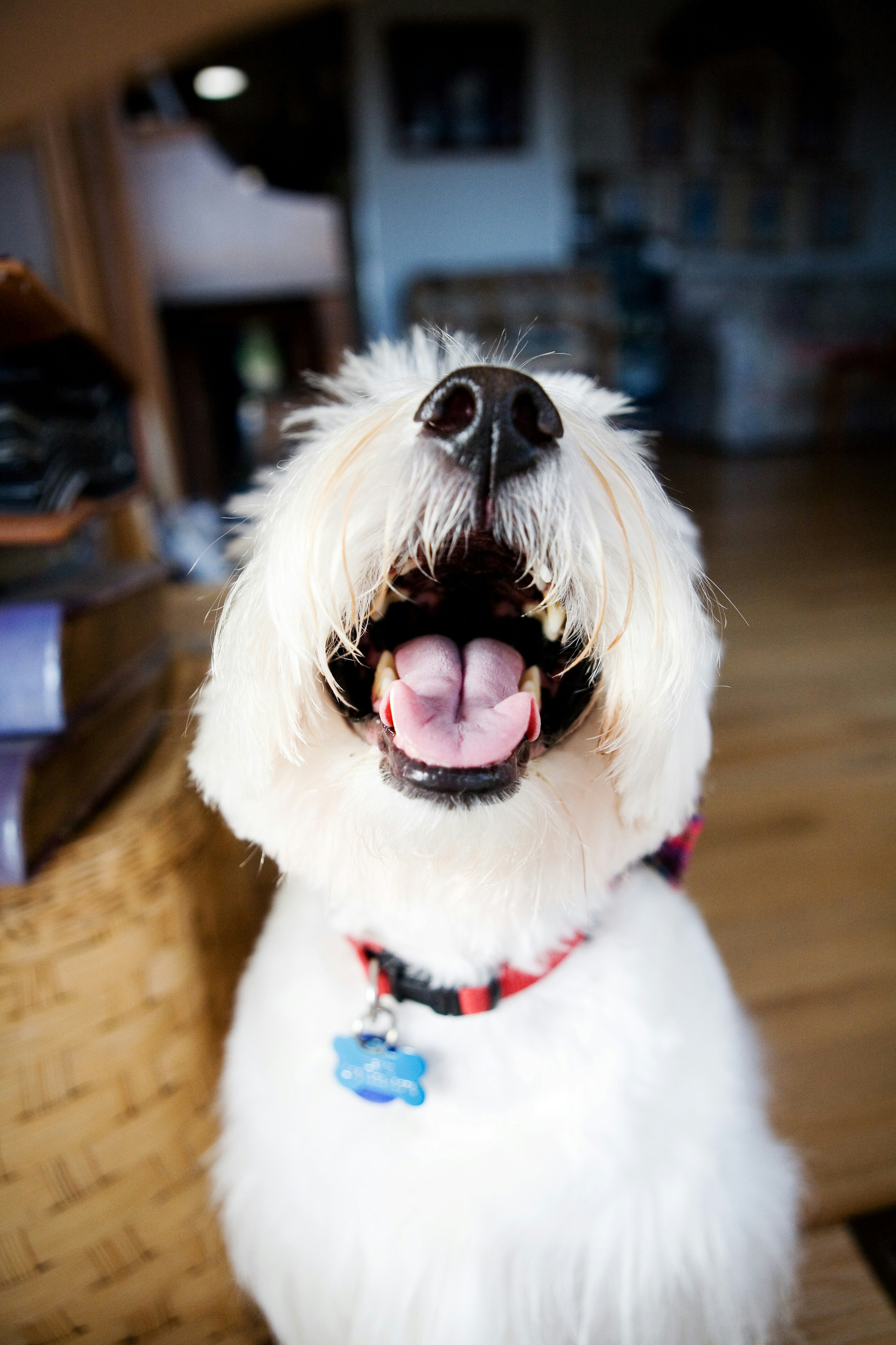 A happy dog is smiling widely at the camera. photo – Free Dog Image on ...
