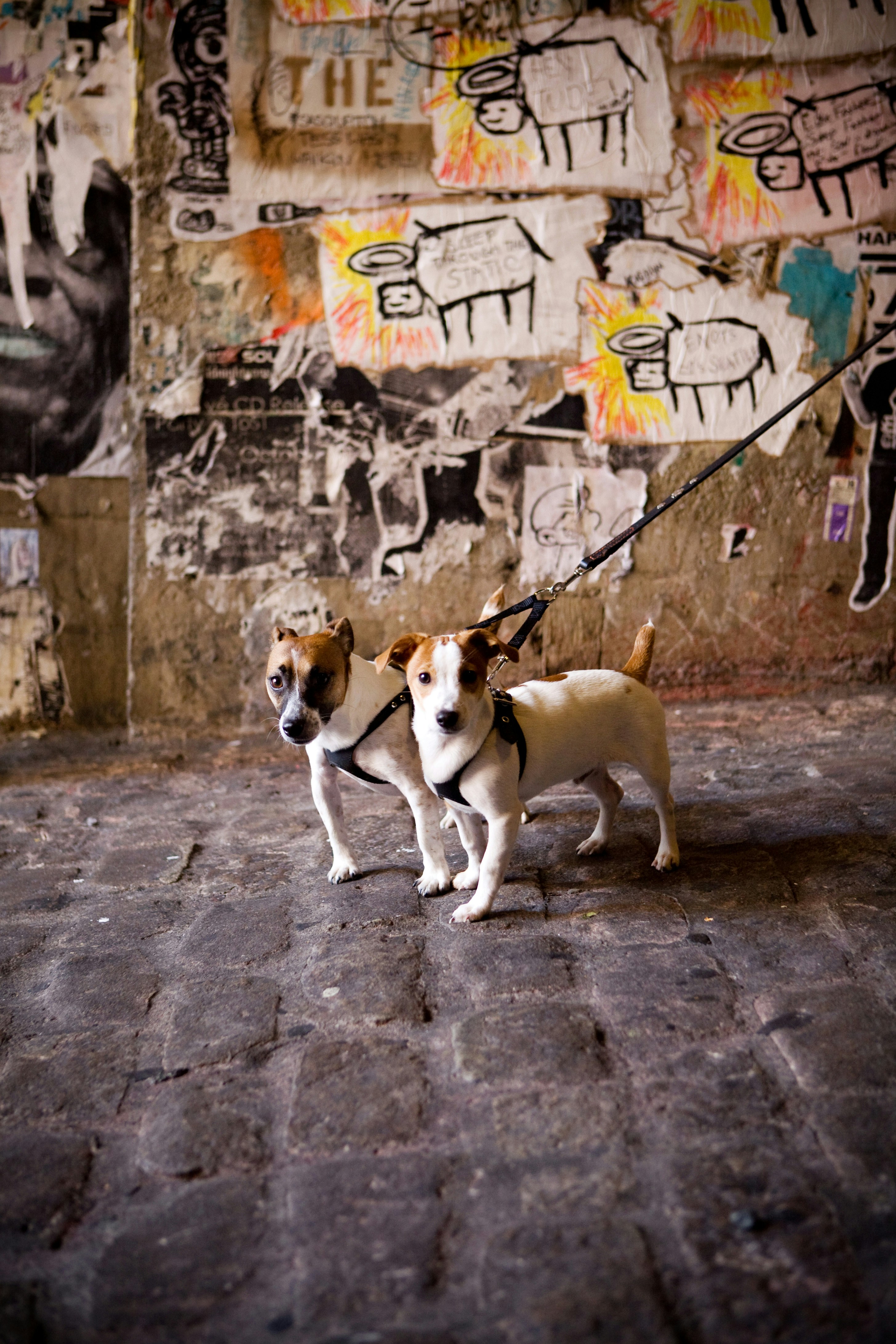 Leashed Canine Pair Under a Graffiti Wall in a Dim Urban Passage