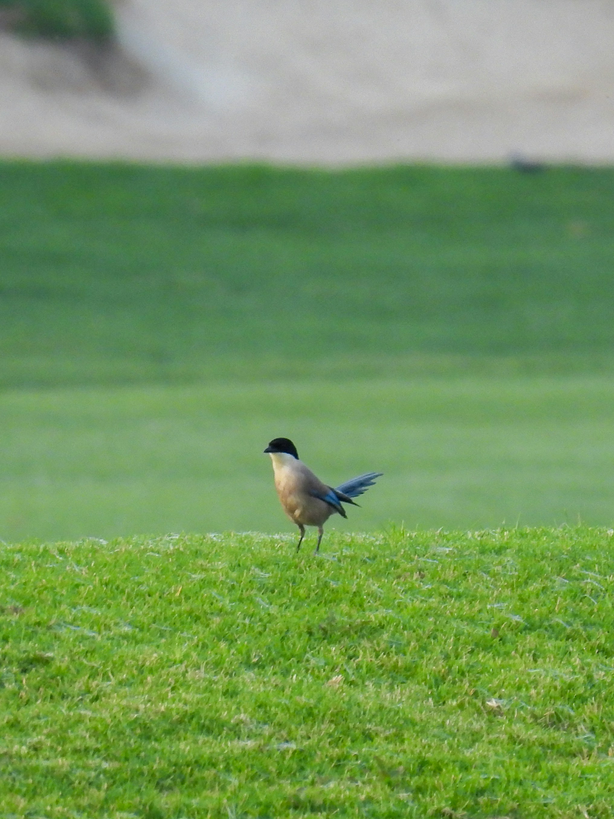 Lawn Sentinel: A Black-Capped Visitor Pauses on Sunlit Grass