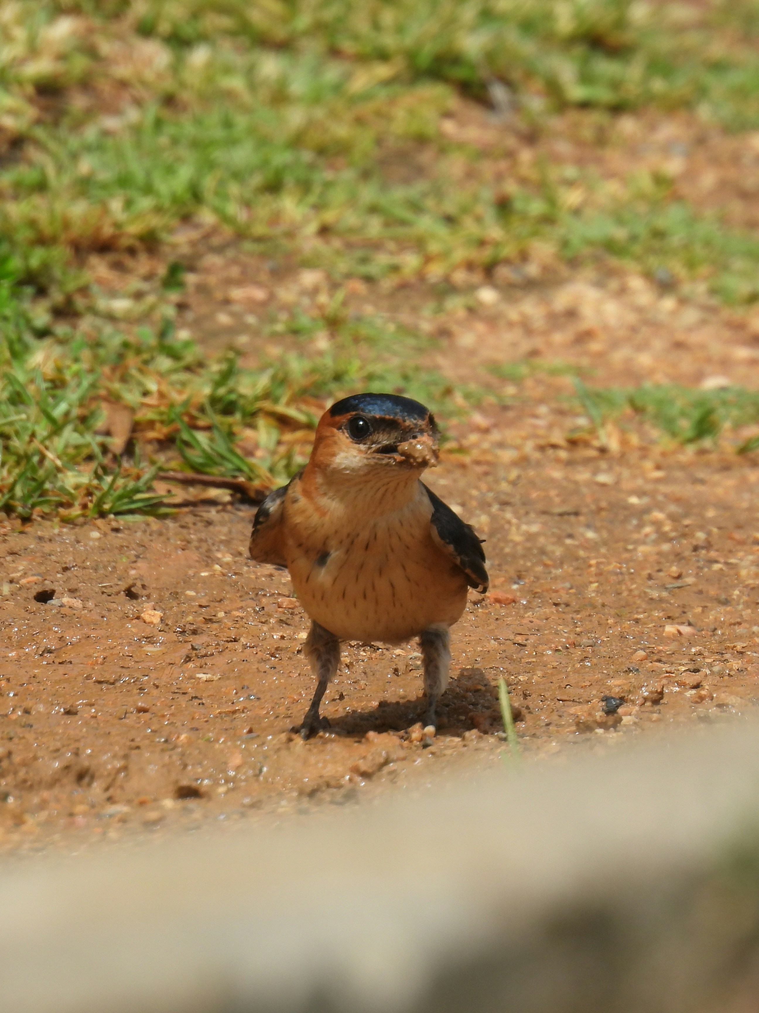 Dust-Touched Scout: A Tiny Bird with a Blue Crown on a Sunlit Path