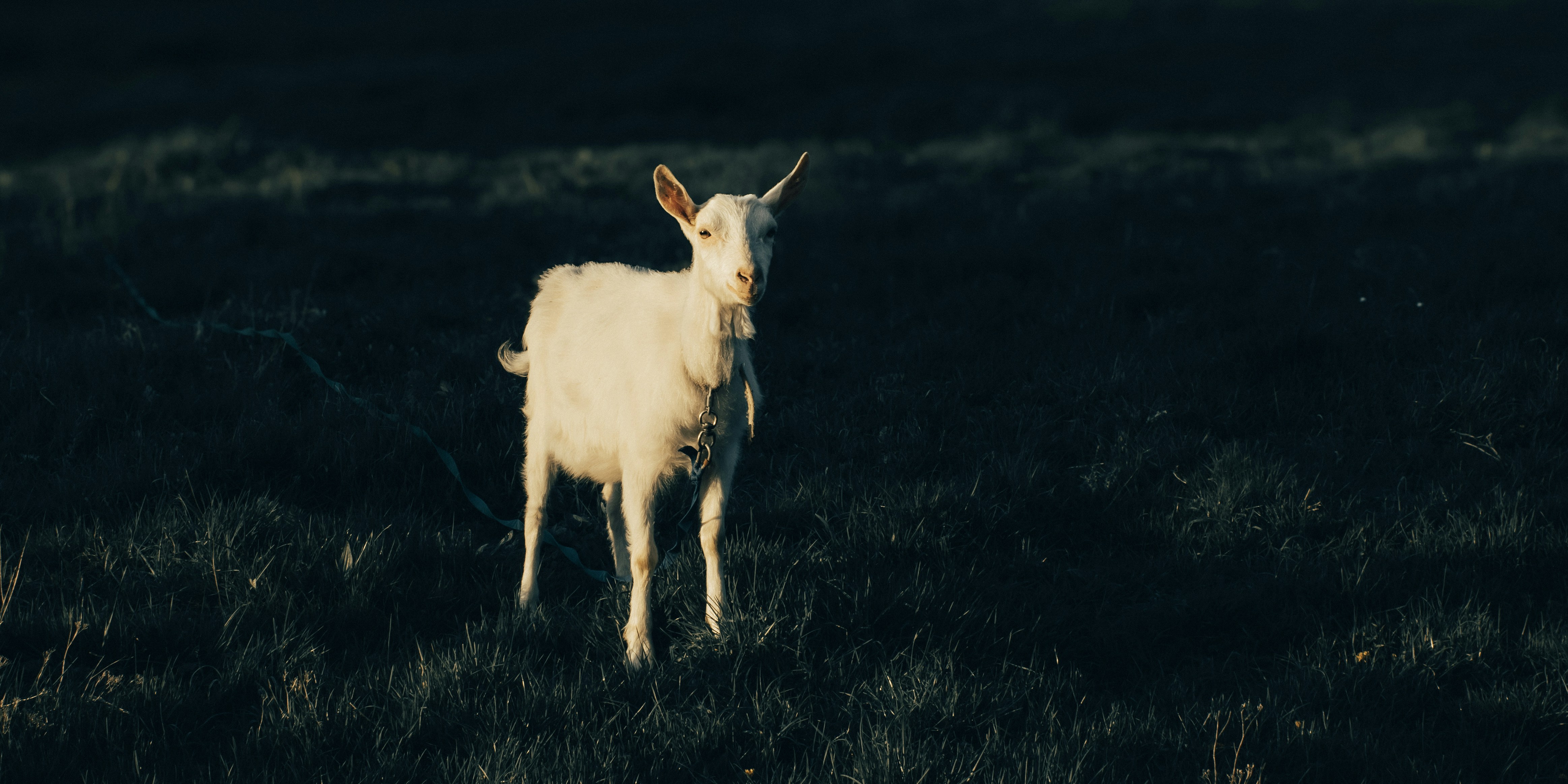 The Curious Goat in Twilight