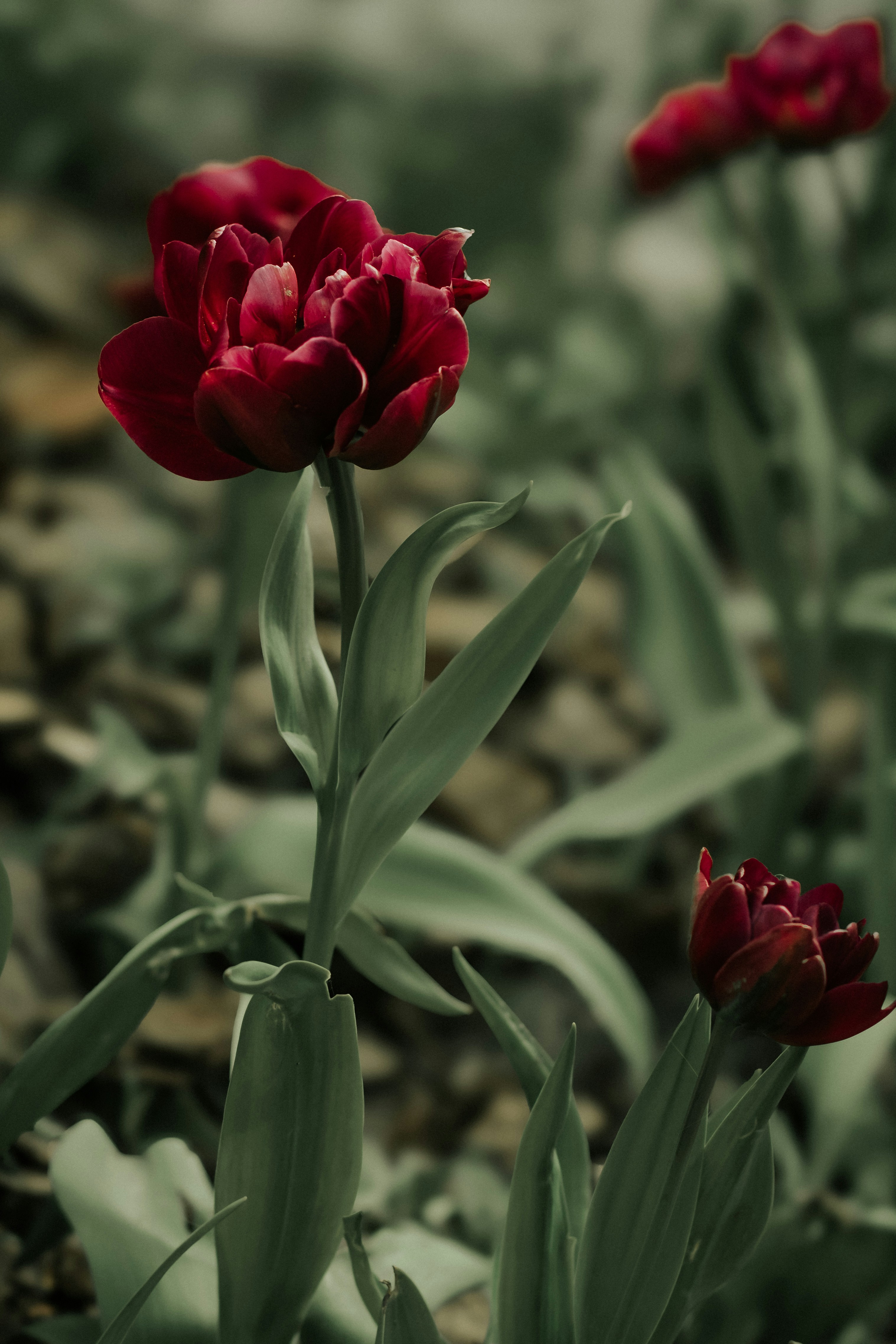 Crimson Blooms Amidst Nature's Palette