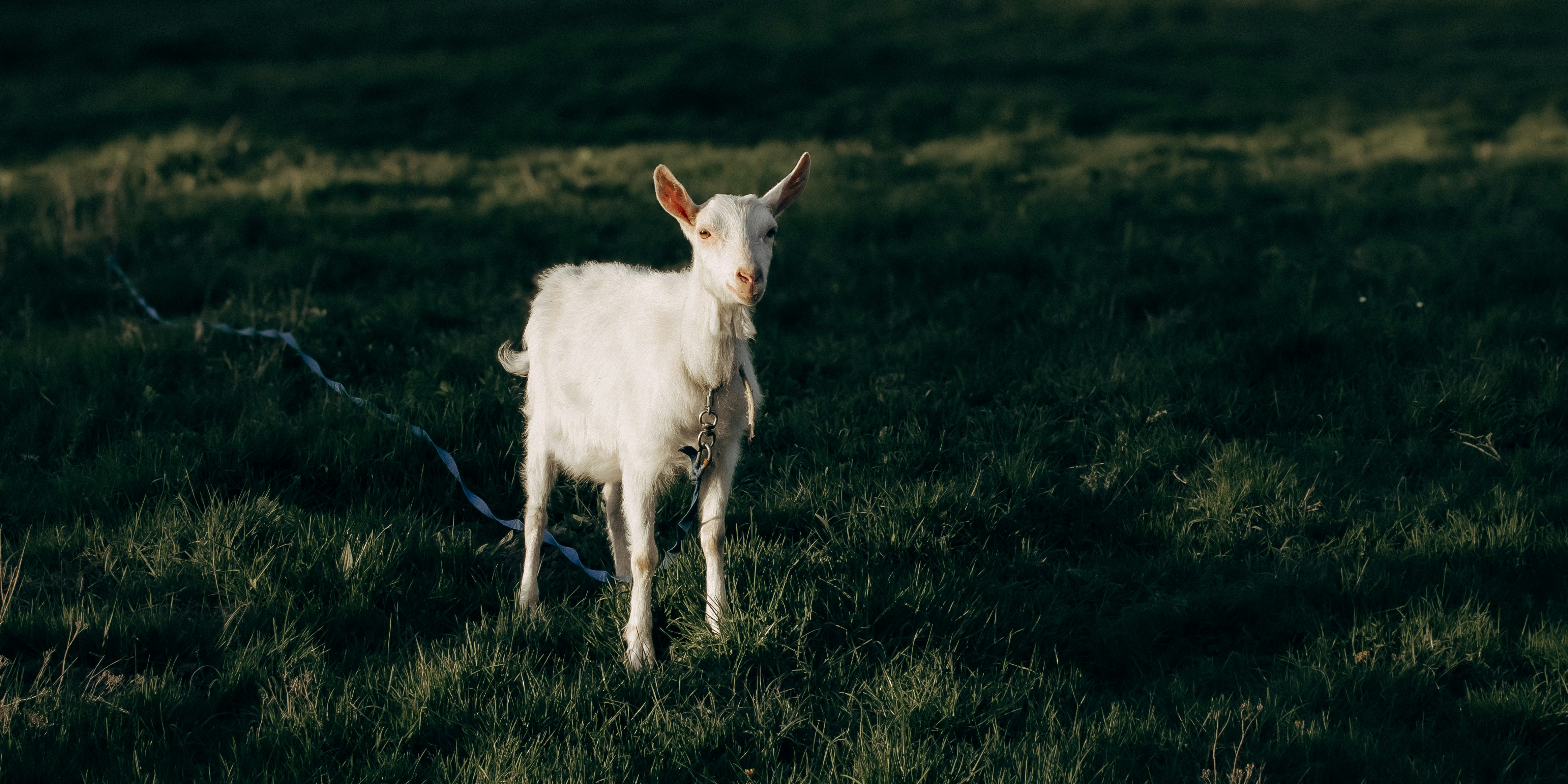 Lone Spotlight: White Goat in a Dusk-Shadowed Pasture