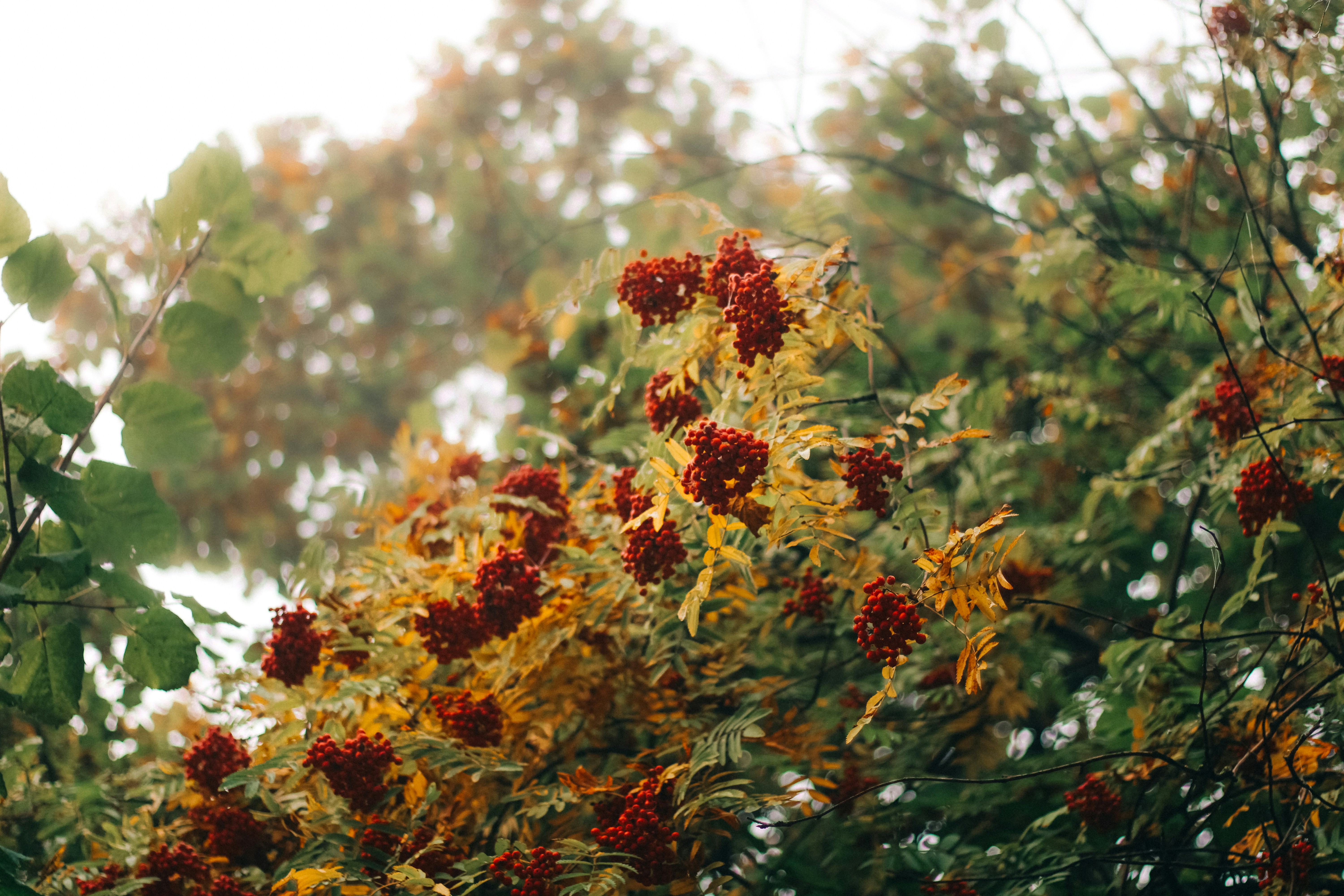 Red berries and autumn foliage fill the frame.