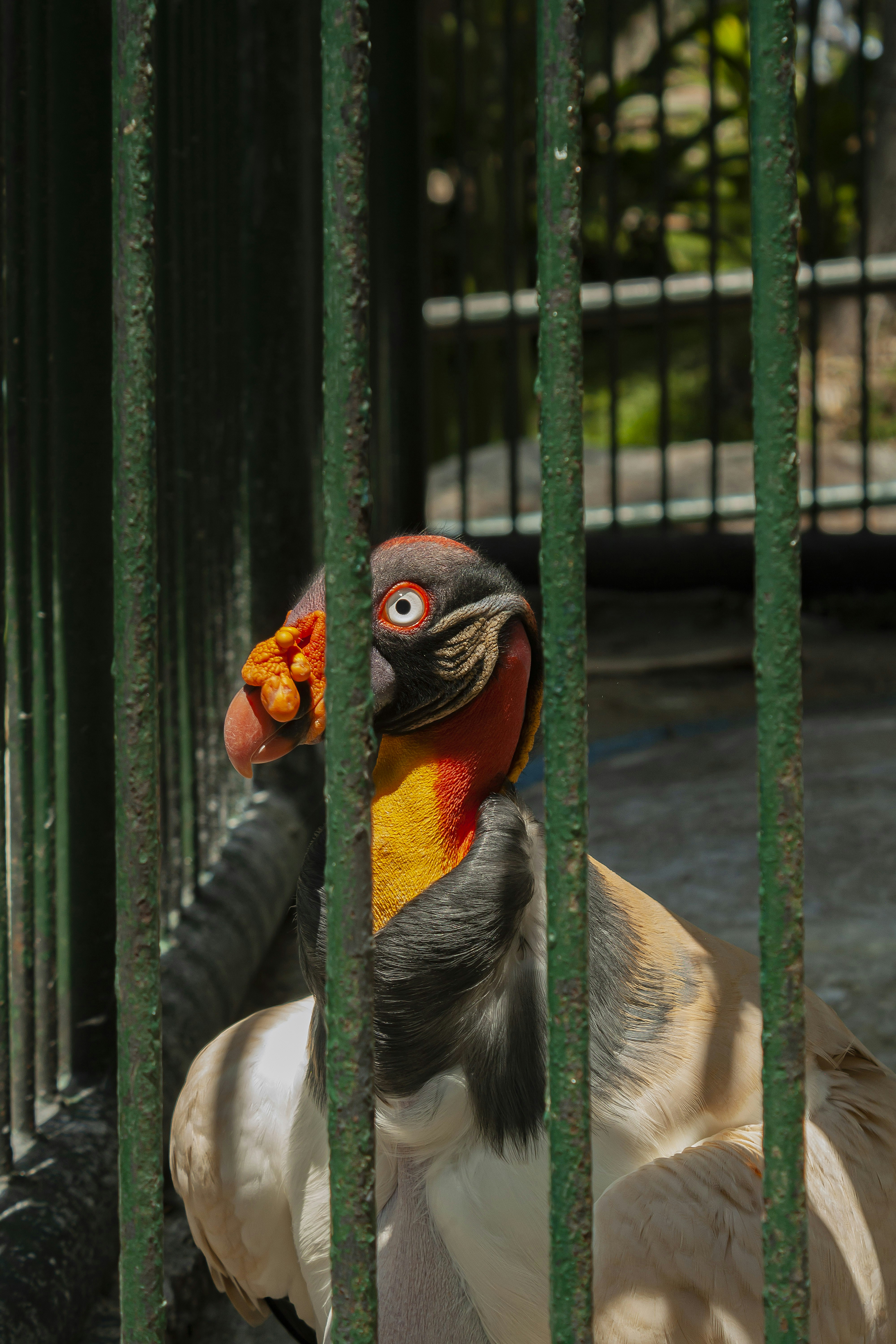 Barside Gaze: A Vivid Caged Bird Stares Out