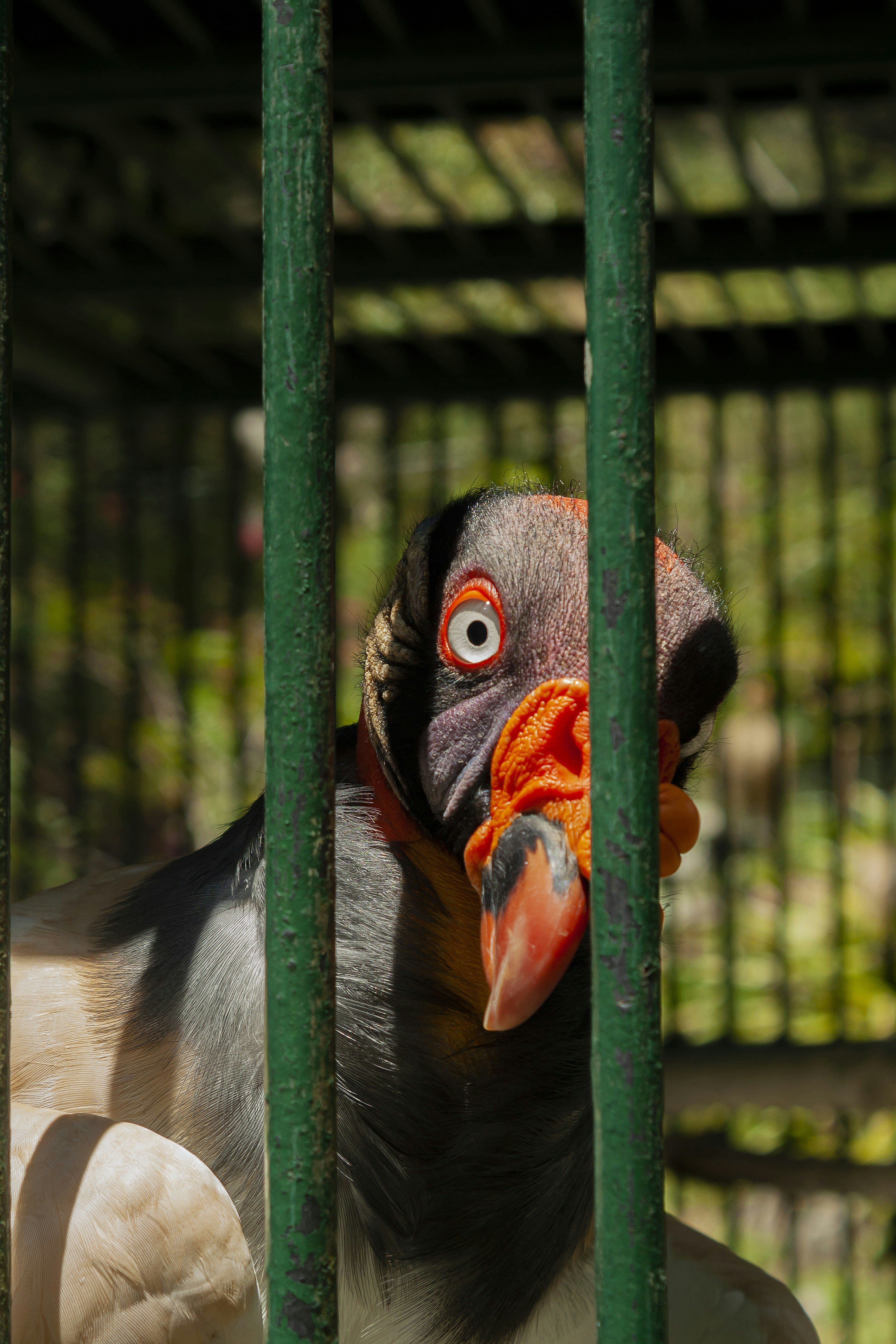 Glimpse Through the Bars: orange-beaked gaze of a large bird