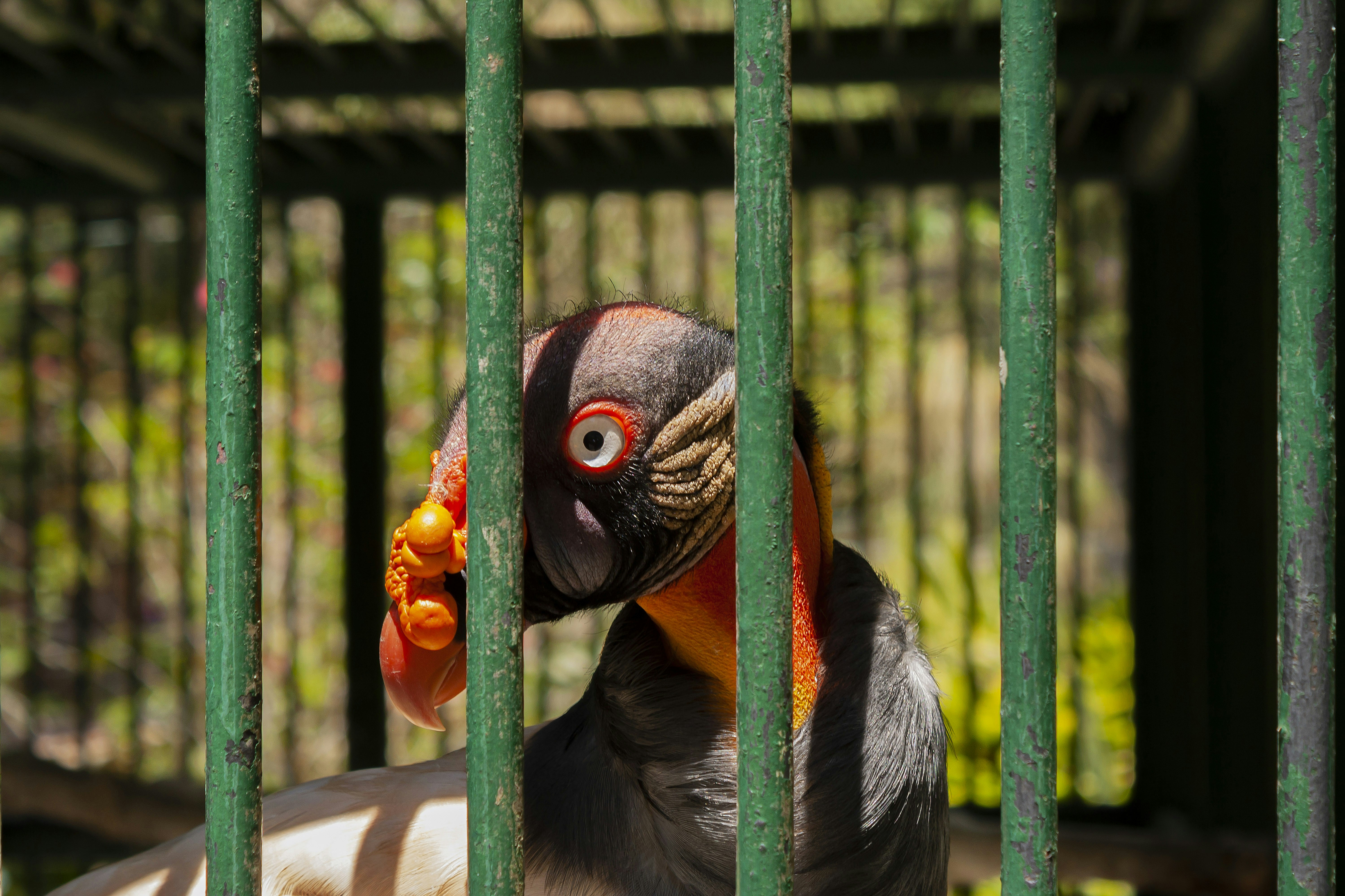 Caged Gaze: Close-up of a Toucan's Eye Through Green Bars