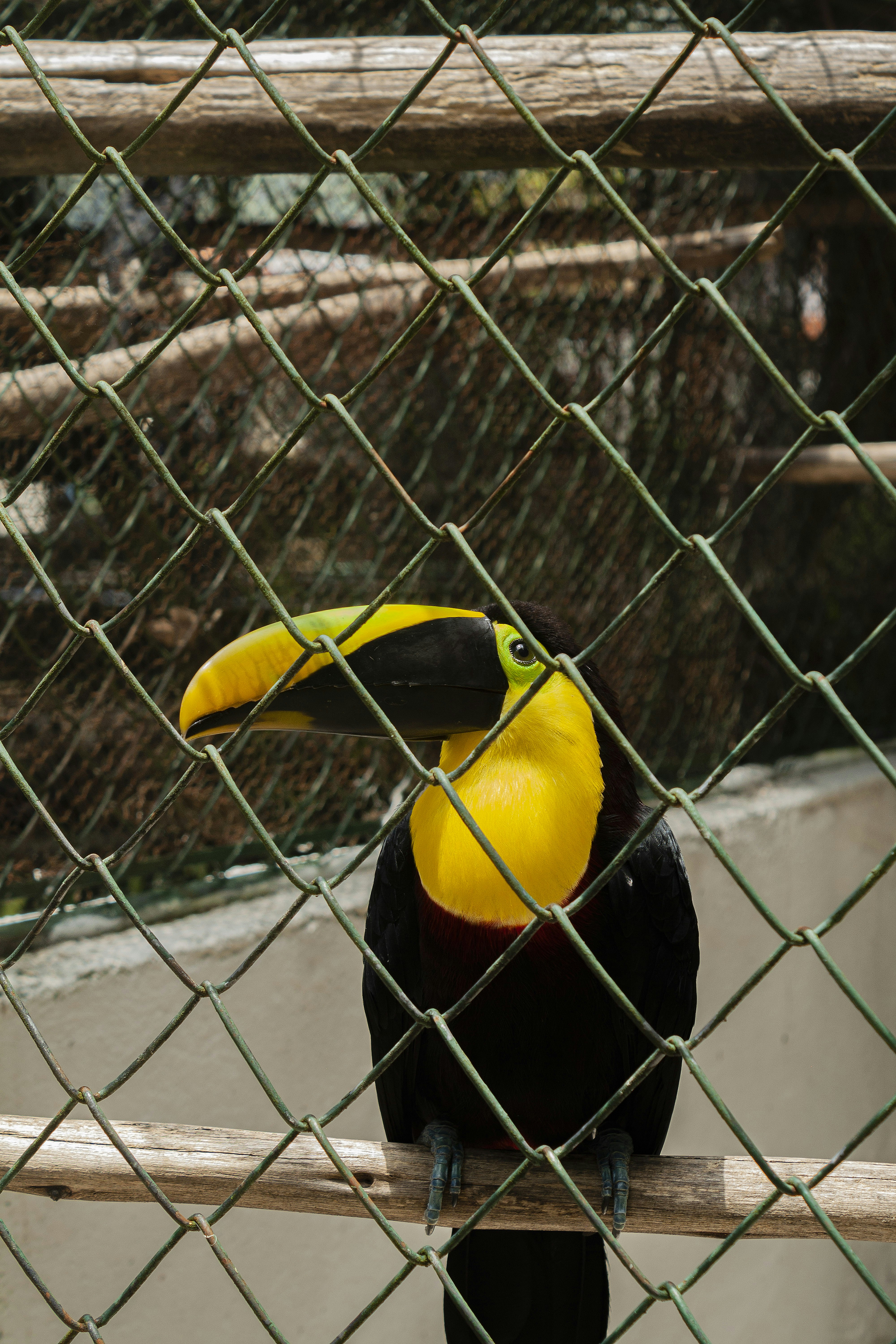 Chromatic Toucan Behind Diamond Mesh: Color, Confinement, and Quiet Gaze