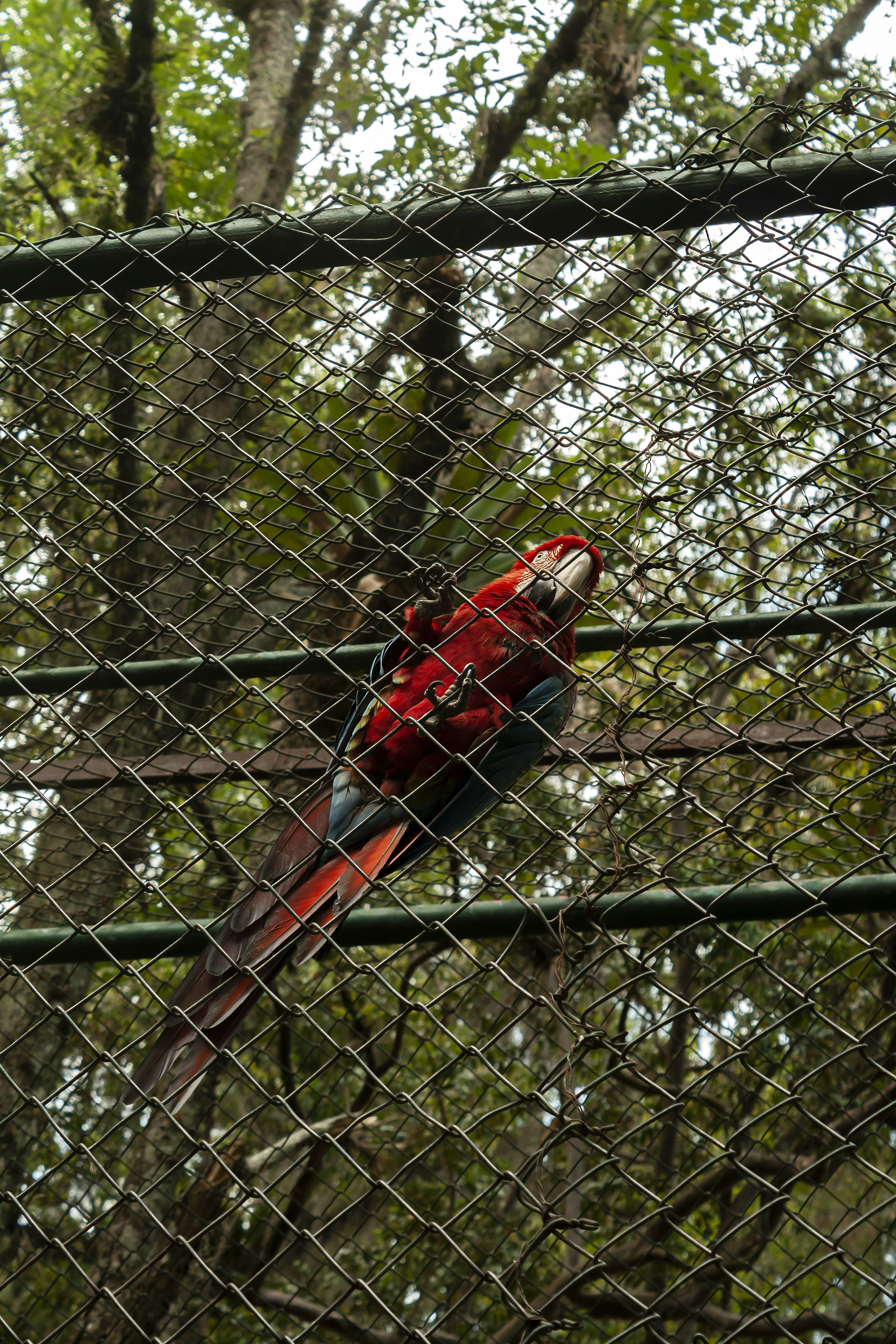 Crimson Macaw Framed by Diamond Mesh