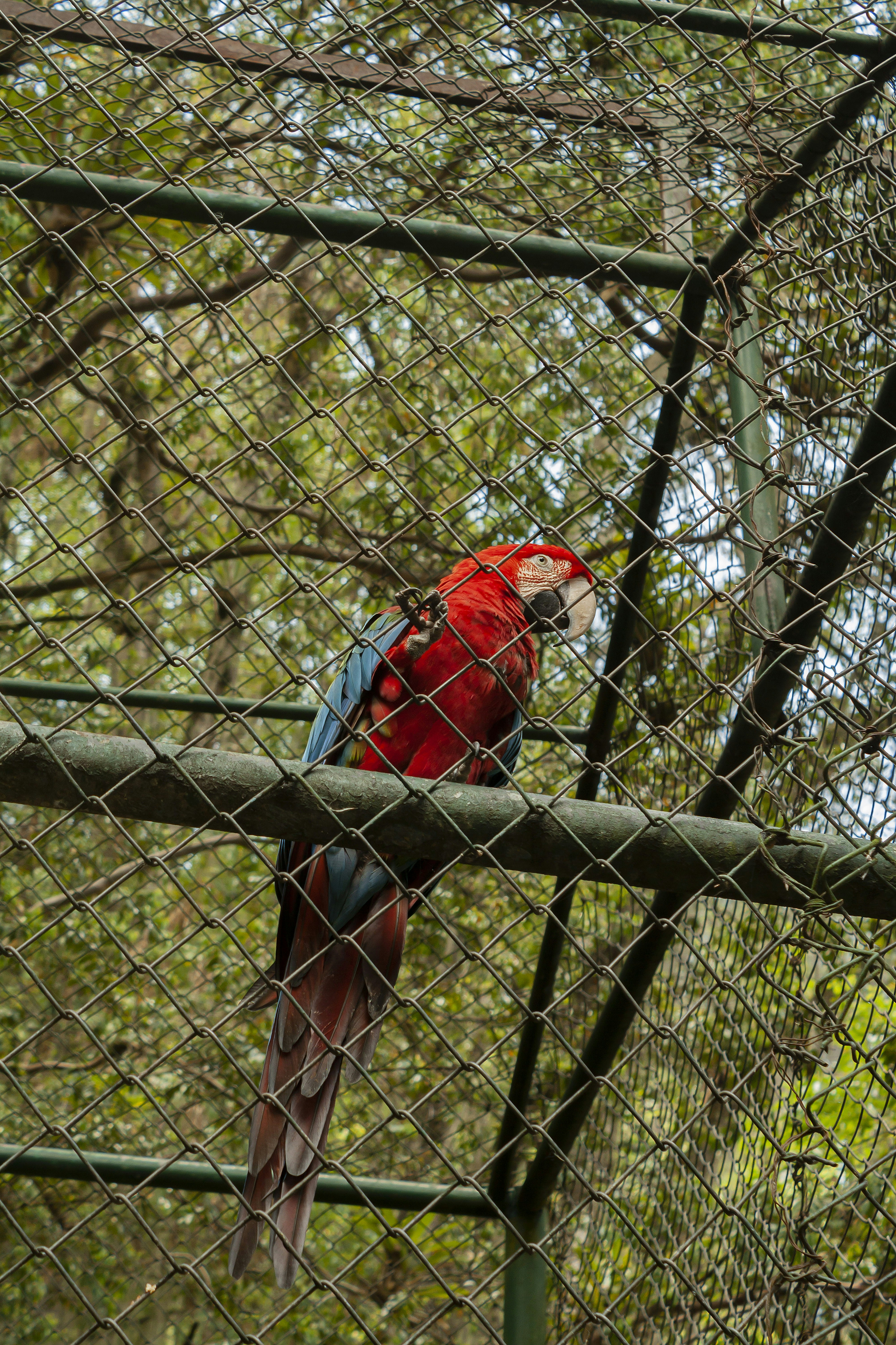 Crimson Macaw Behind Green Lattice: Quiet Vigil in a Cage