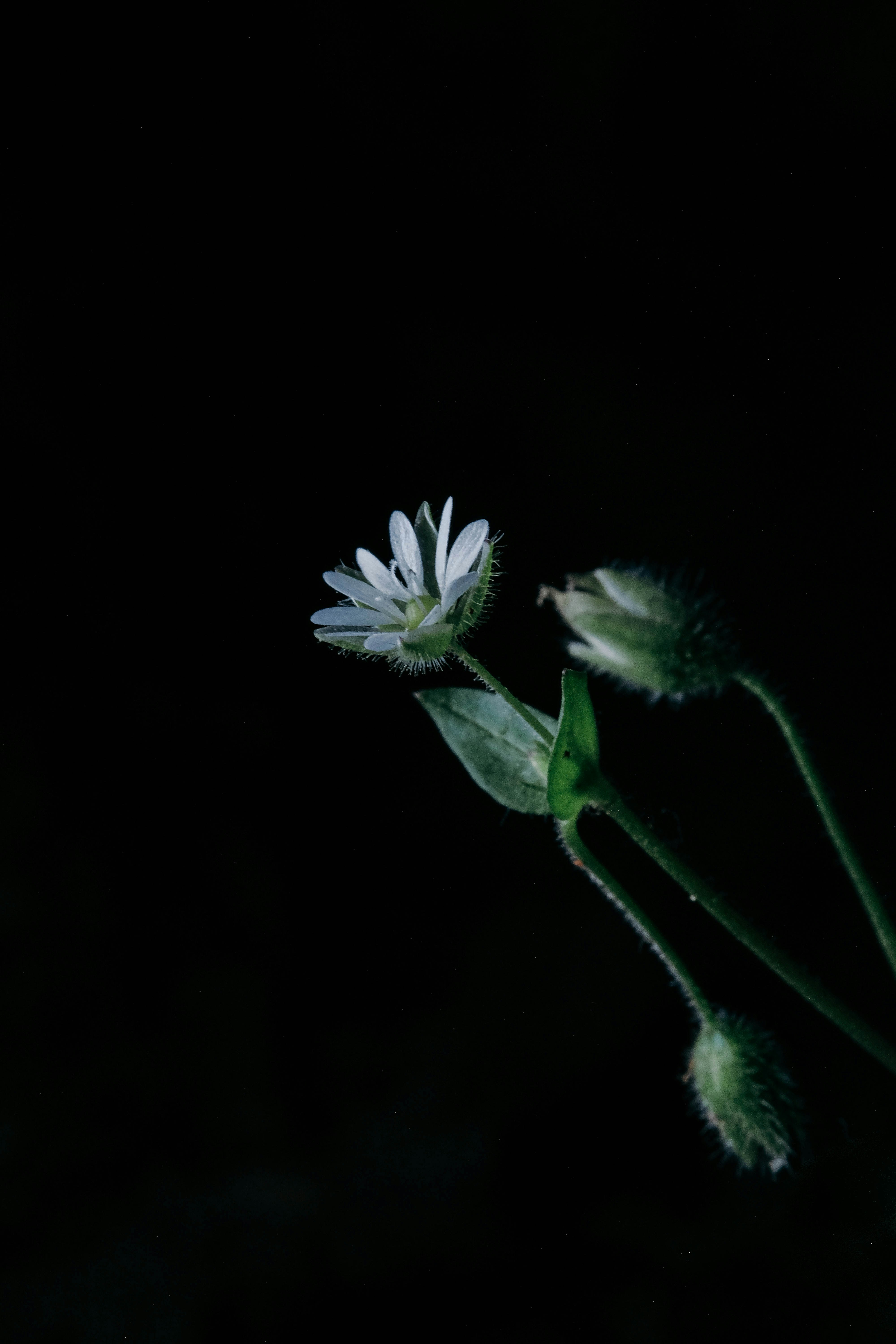 Moonlit Petal: A Tiny White Bloom against Night