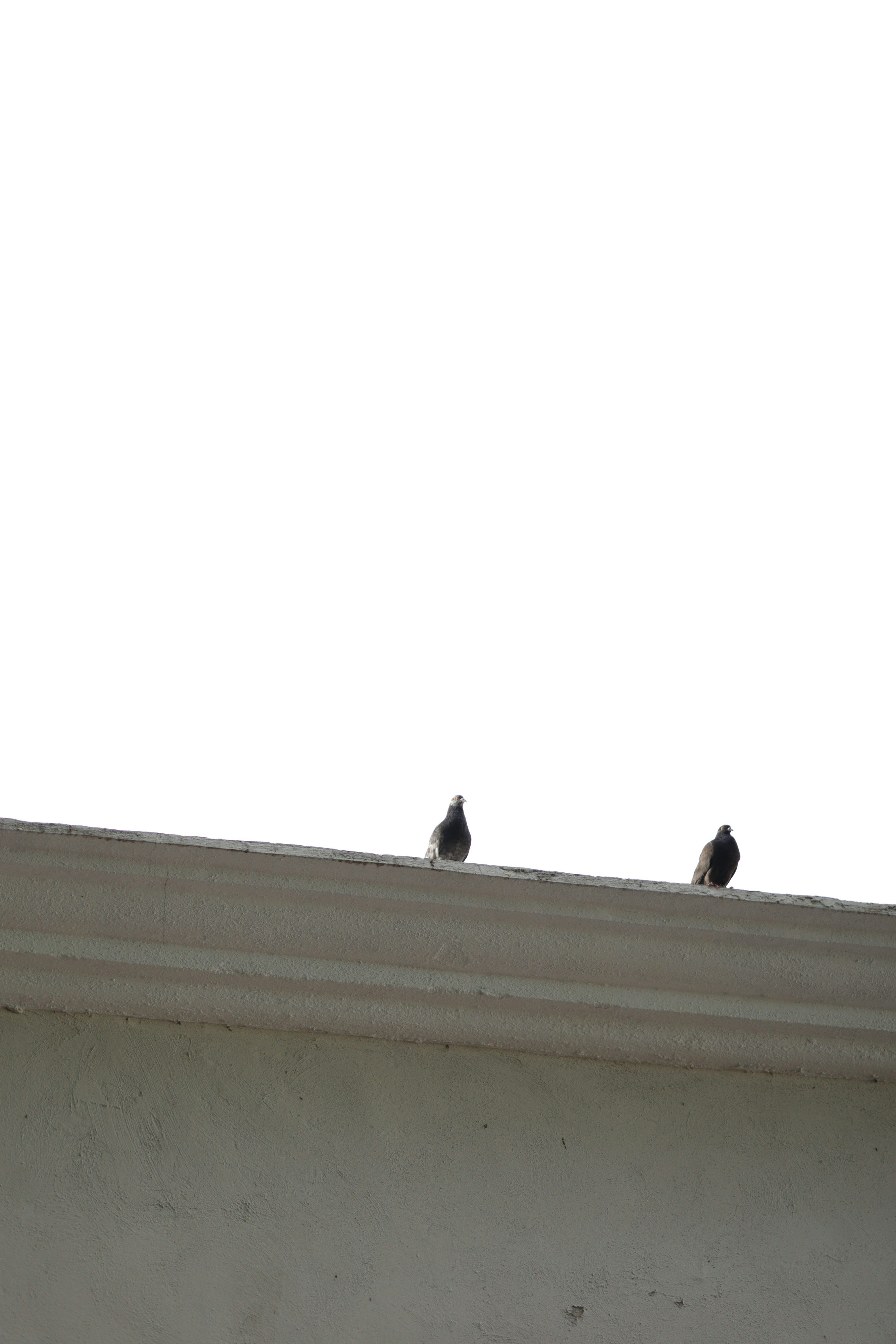 Dos palomas llevando vida