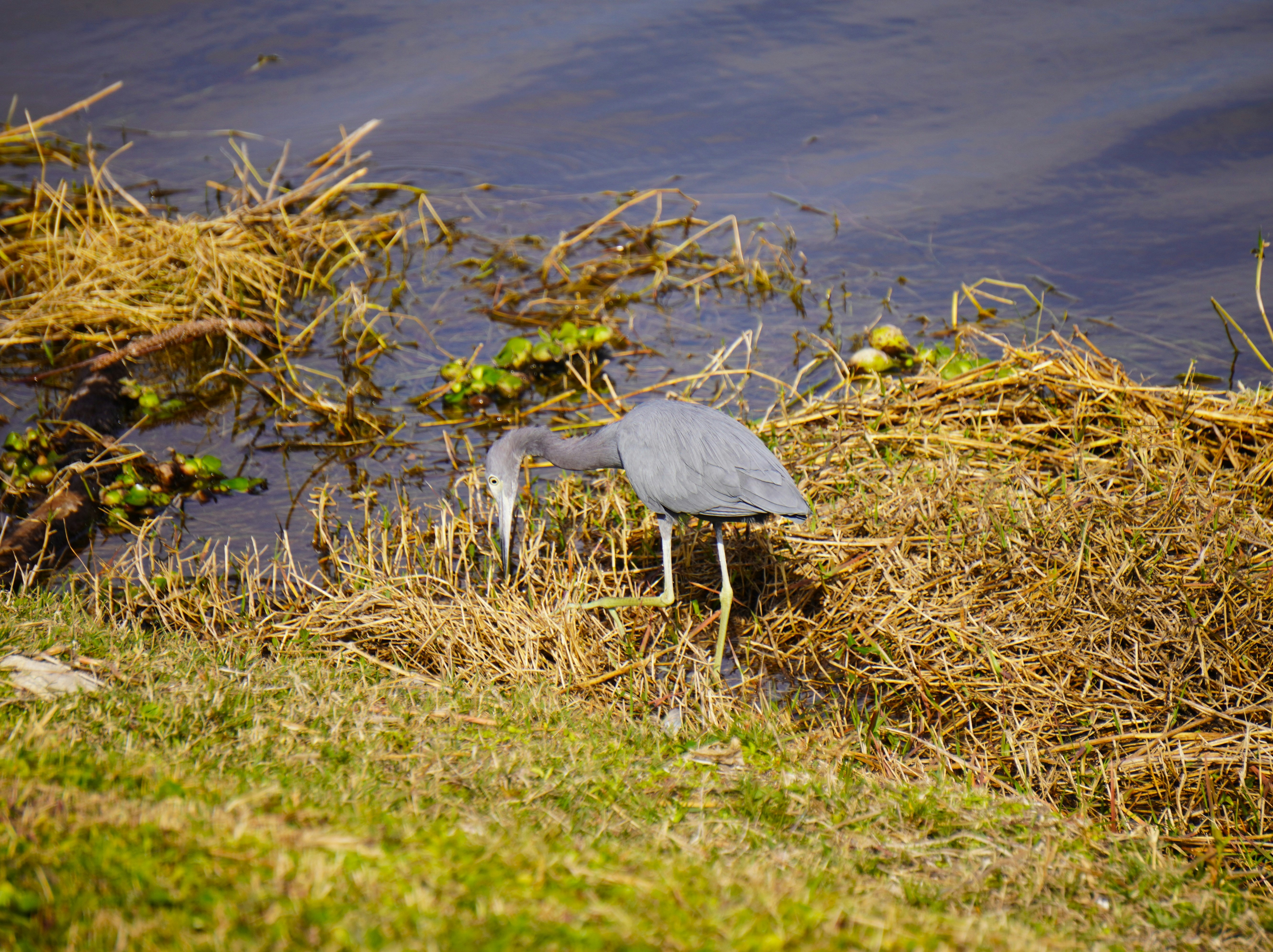 Little Blue Heron (Egretta caerulea) Order: Pelecaniformes Family: Ardeidae