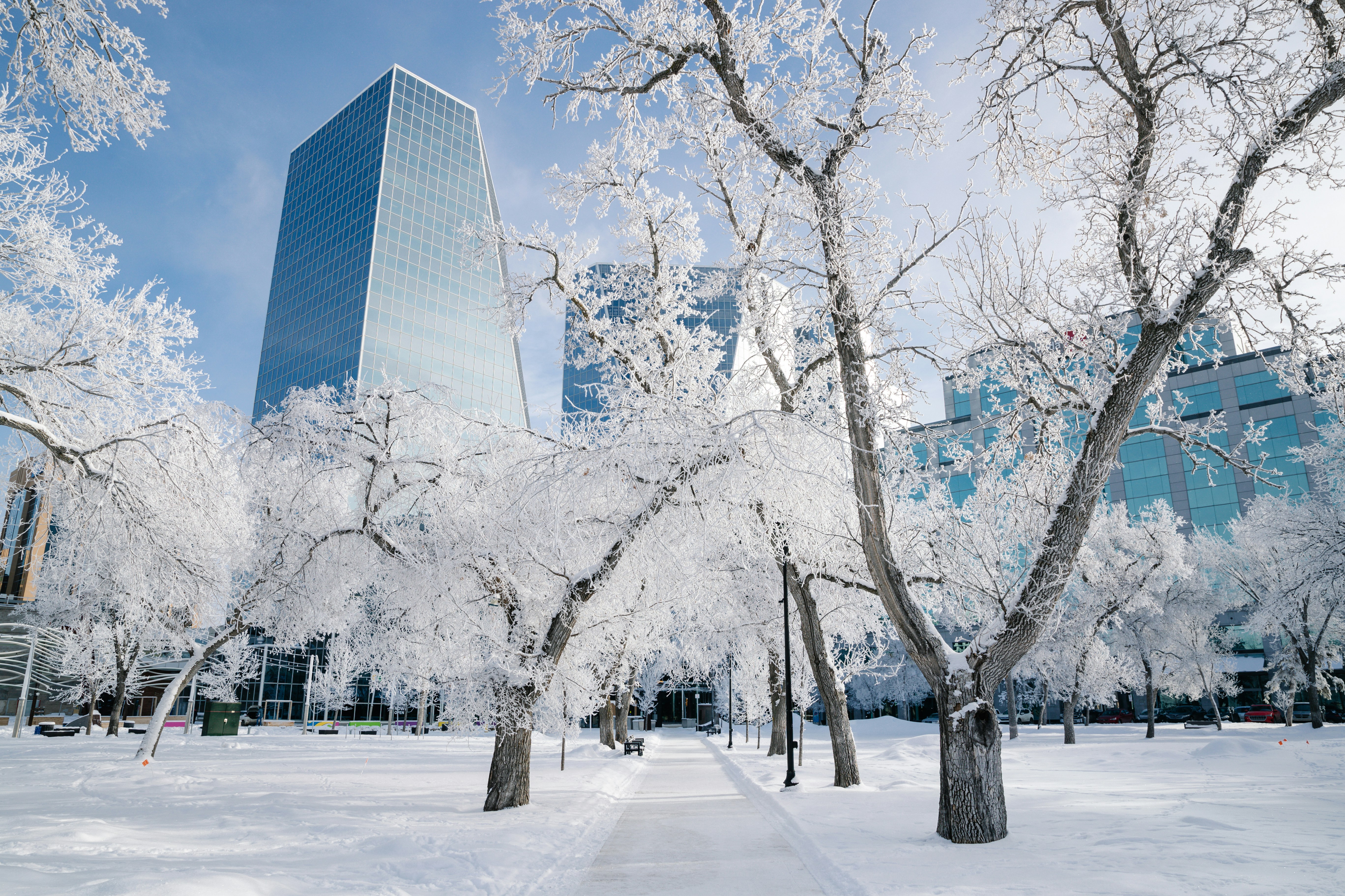 Snowbound Corridor: Frosted Trees Frame a Glass-Fronted Cityscape