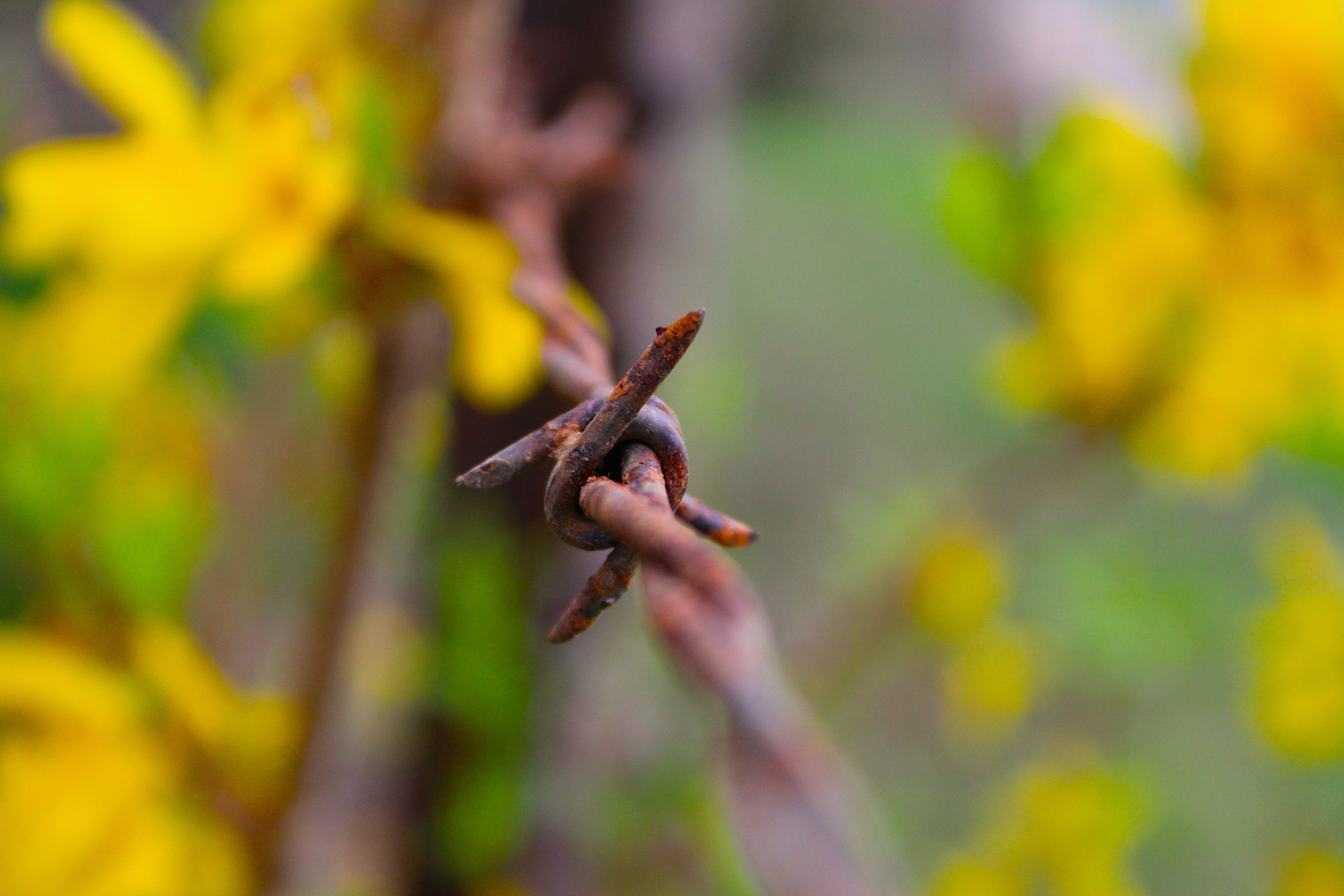 Barbed wire in focus with yellow flowers blurred.