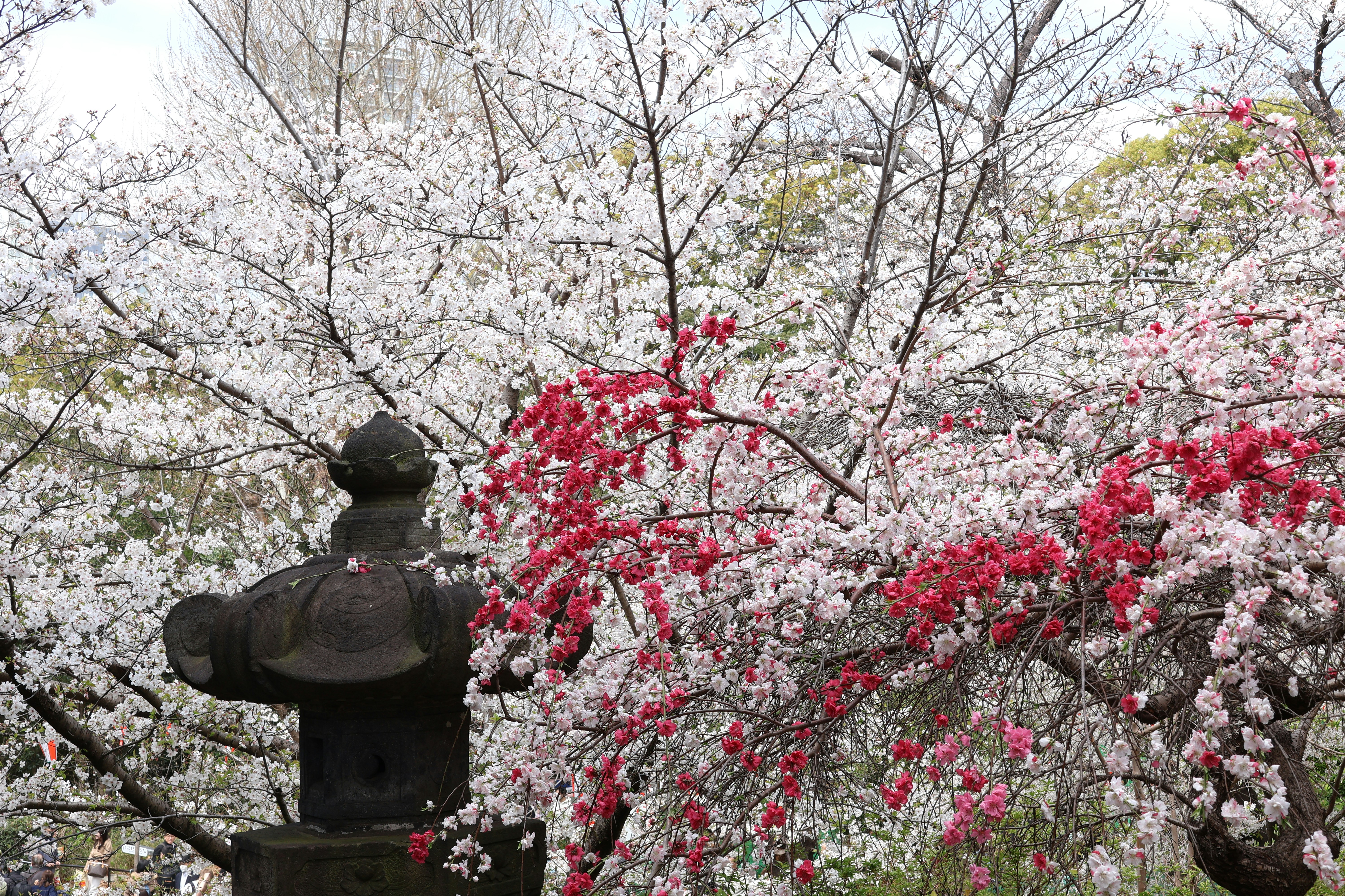 Stone Lantern Amid a Cascade of Sakura Blooms