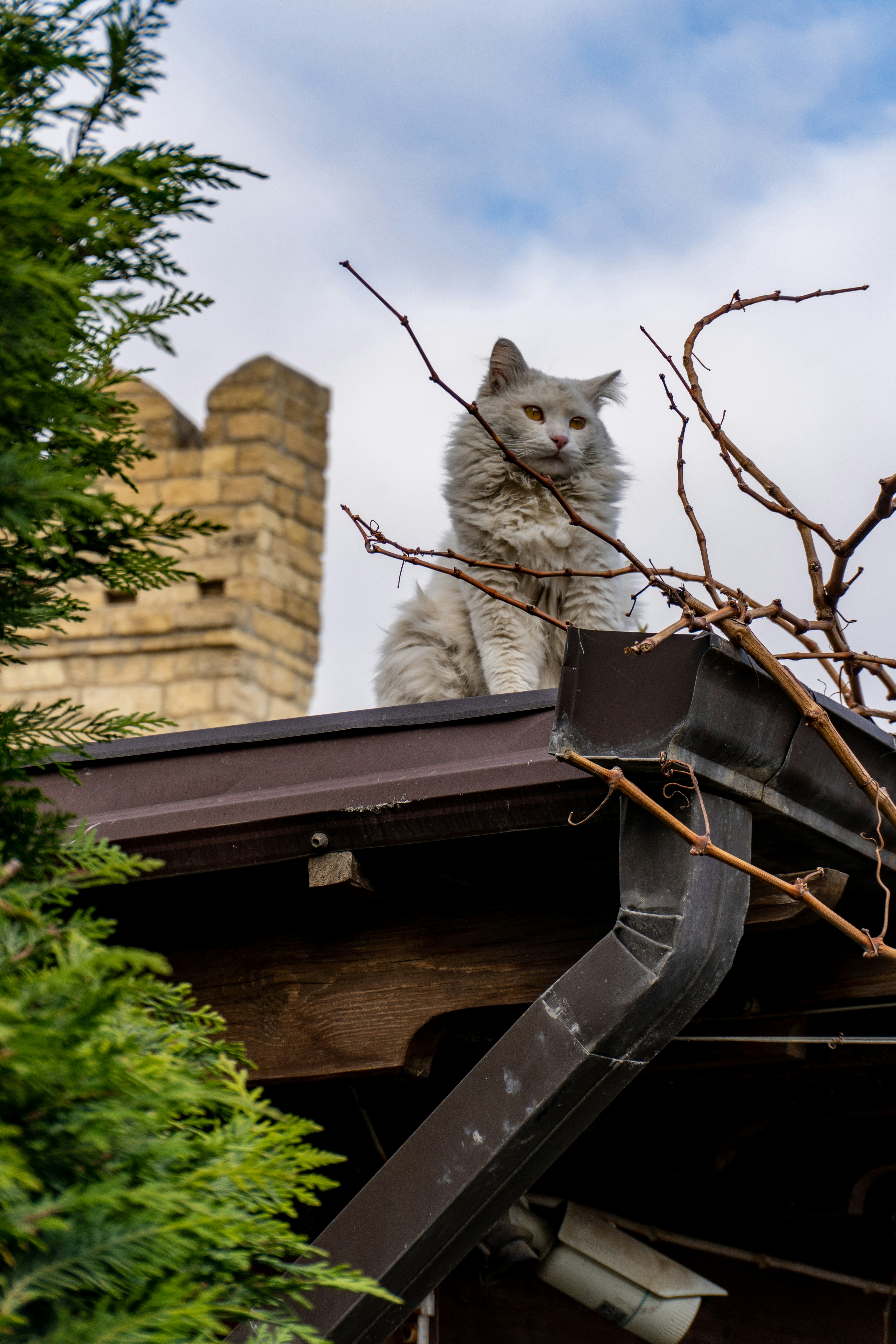 Aloft and Attentive: Cat Scout on a Rooftop Among Winter Branches