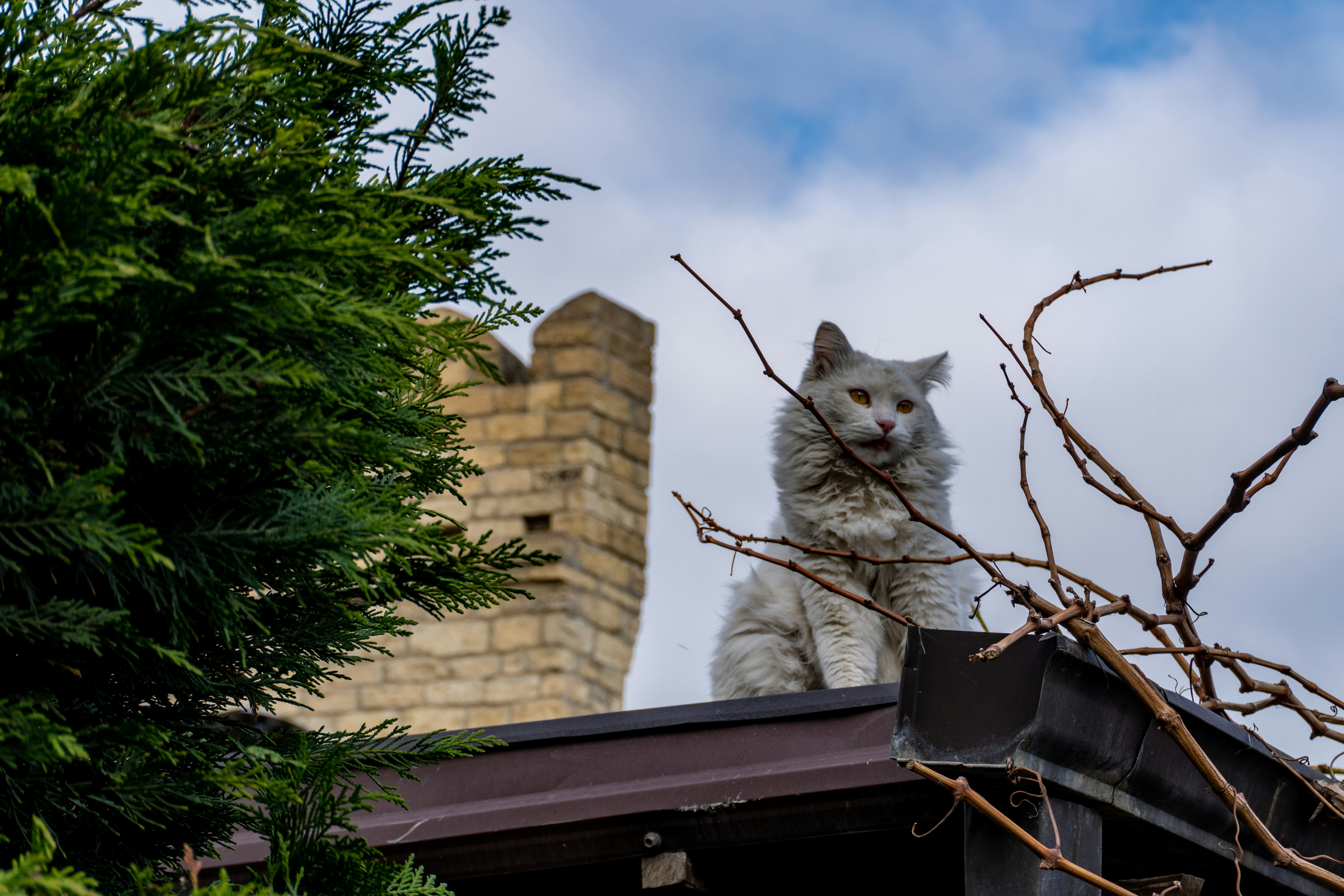 Cat on the Rooftop: Alert Guardian Above the Brick Chimney