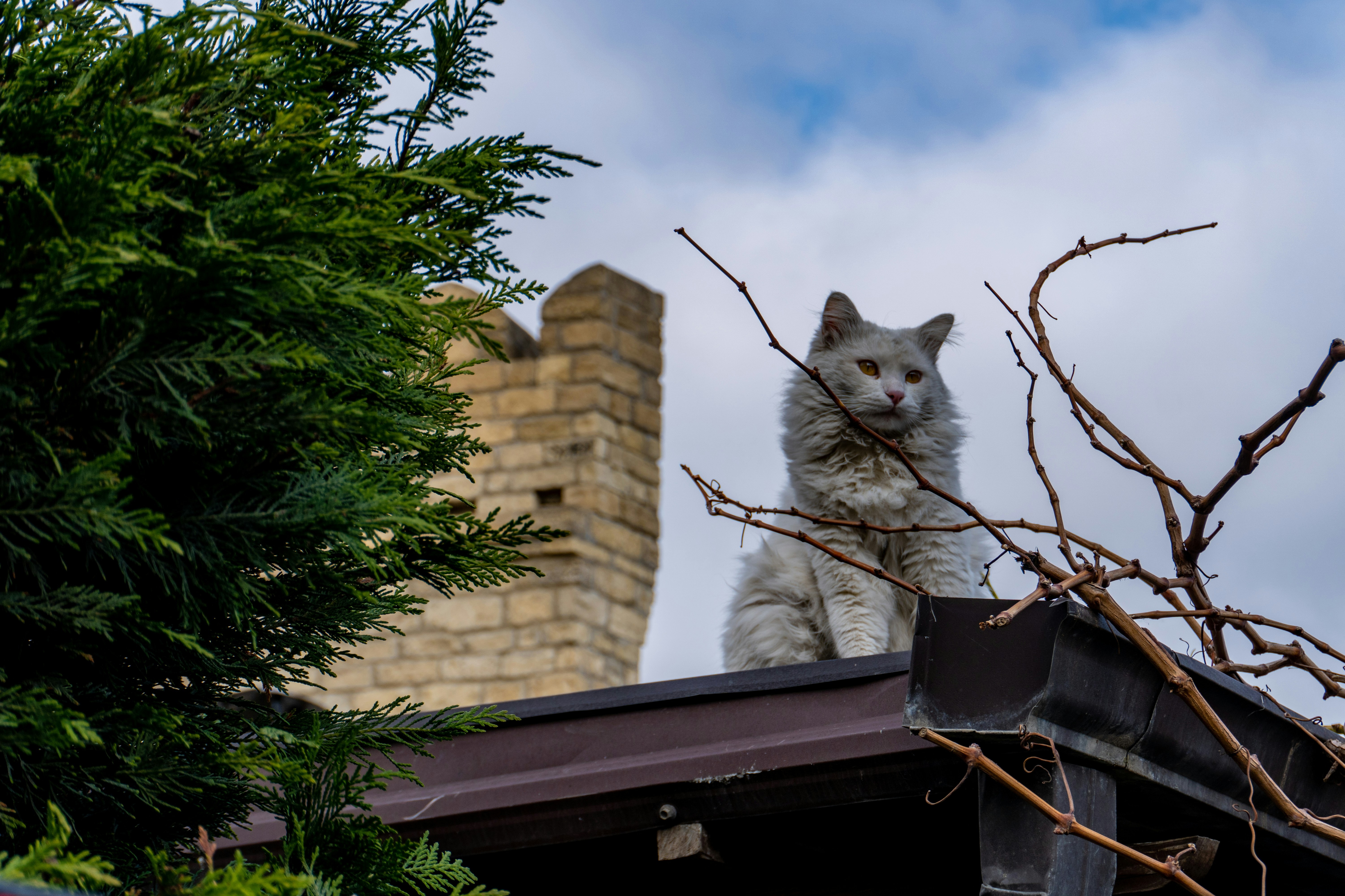 White Cat Amid Rooftop Branches Under a Clear Sky