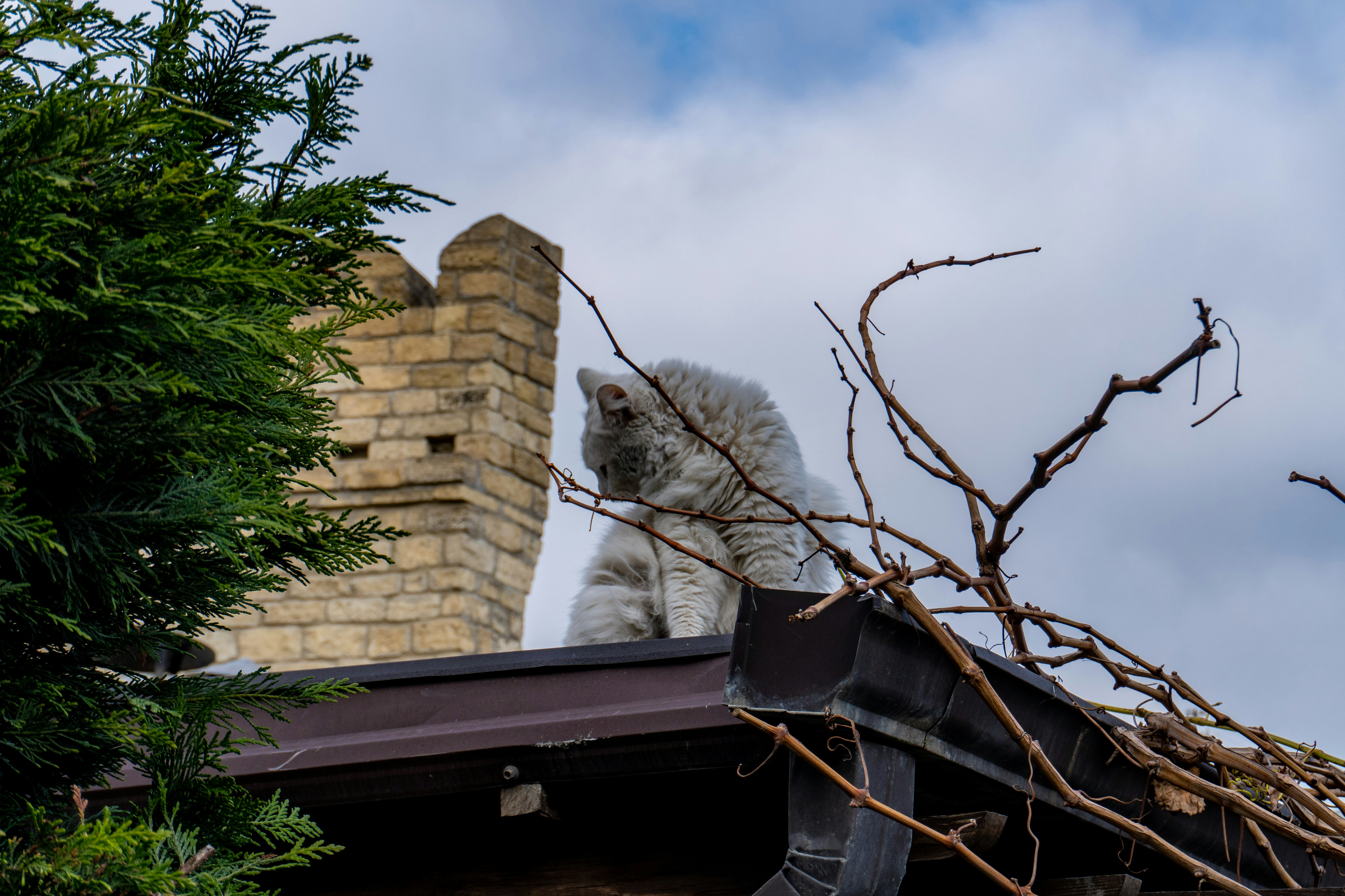 Rooftop Visitor: White fluff perched among branches beside a brick chimney