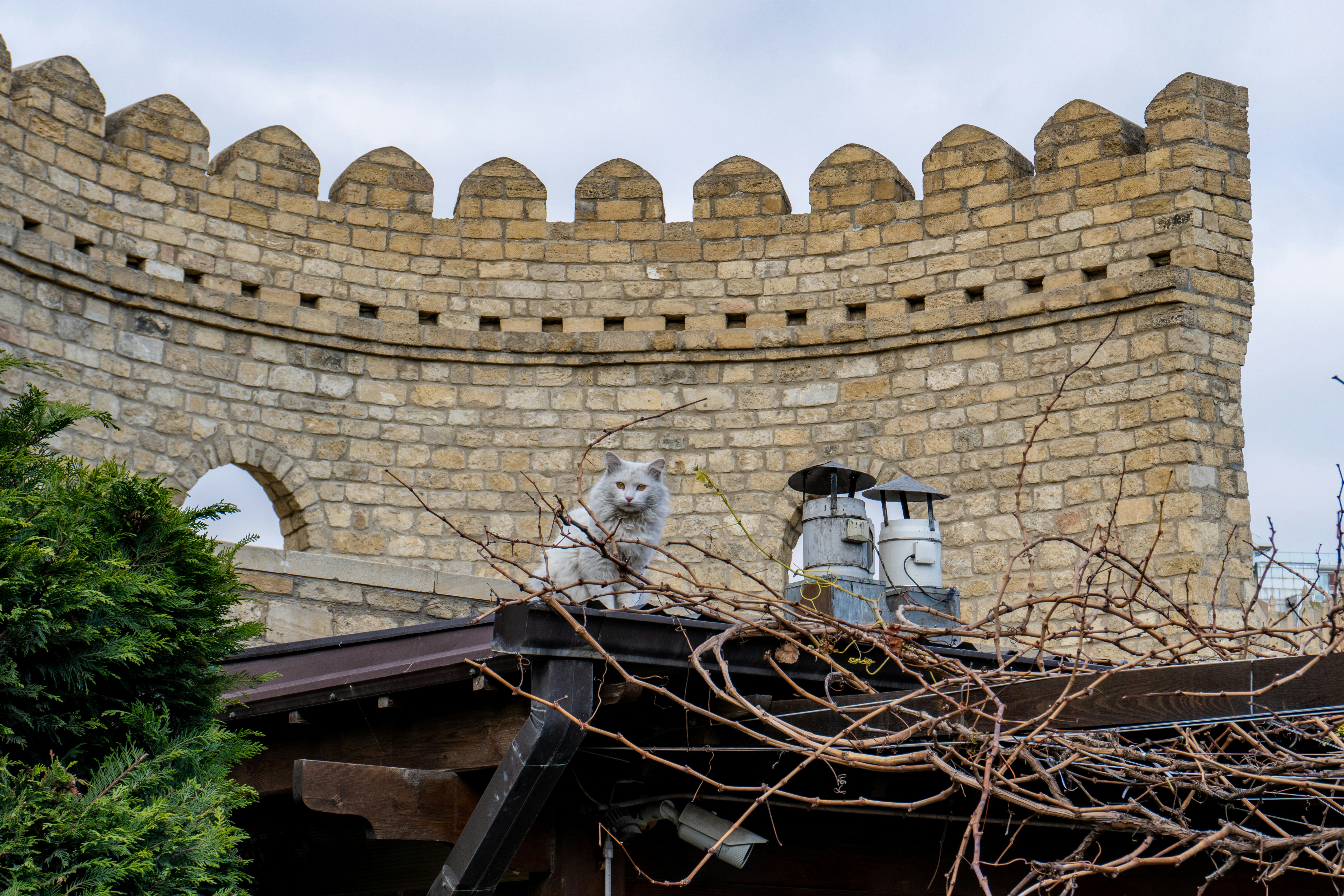 Photo by Zulfugar Karimov with Sony Alpha 6400