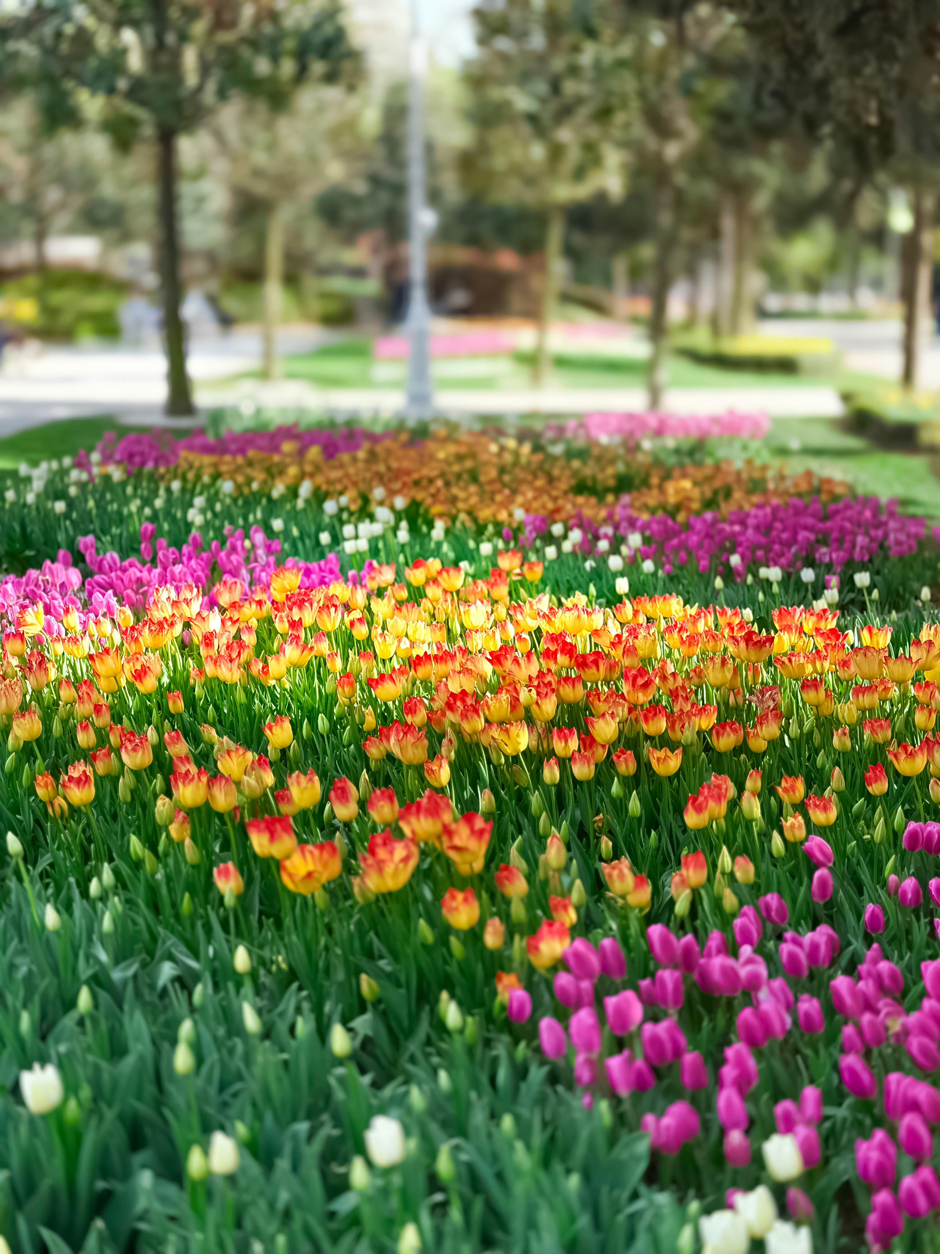 Tulip tapestry: a sunlit bloom-bed in a city park