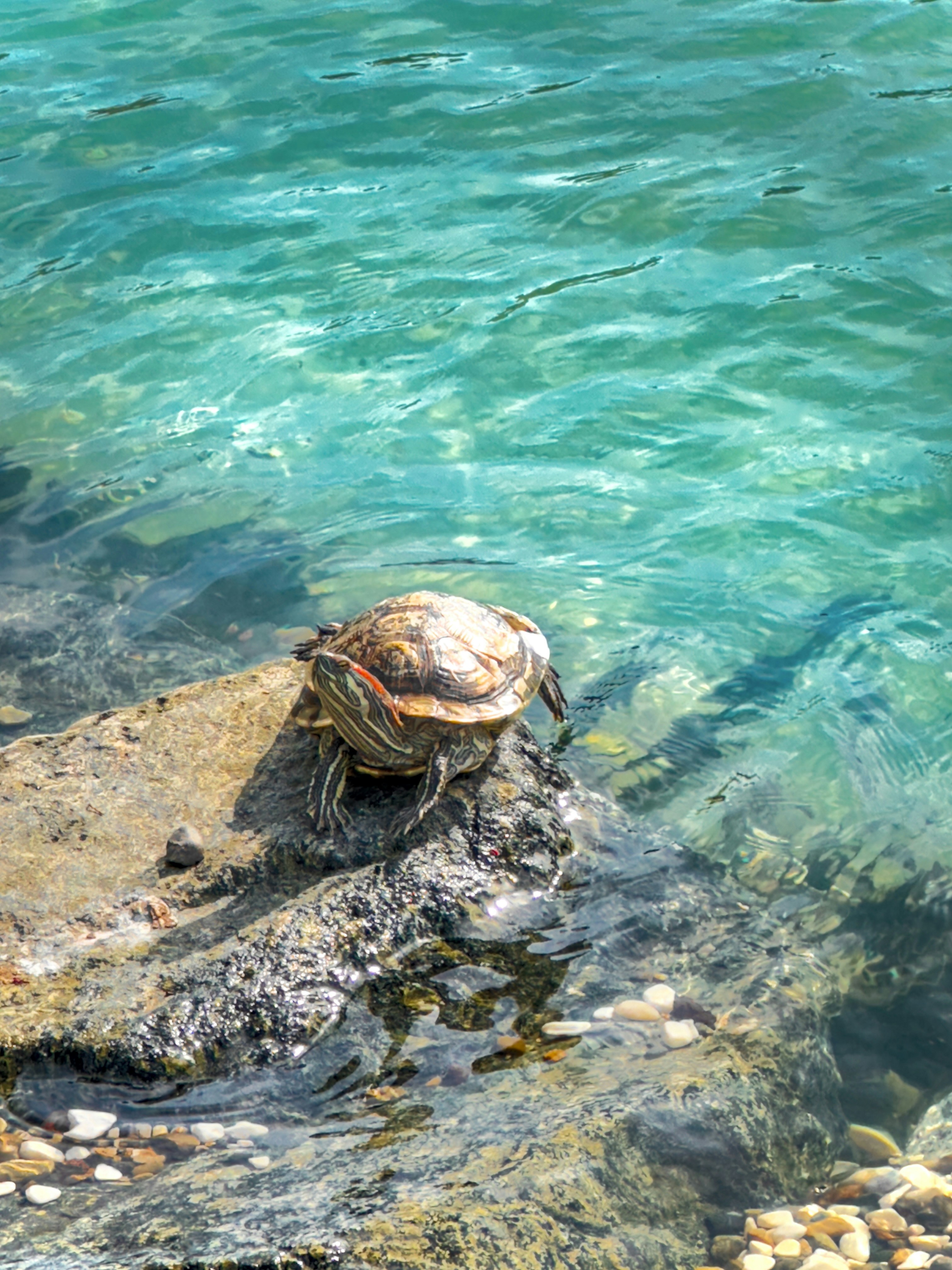 Emerald Tide: Turtle on a Sun-Warmed Rock by Teal Shallows