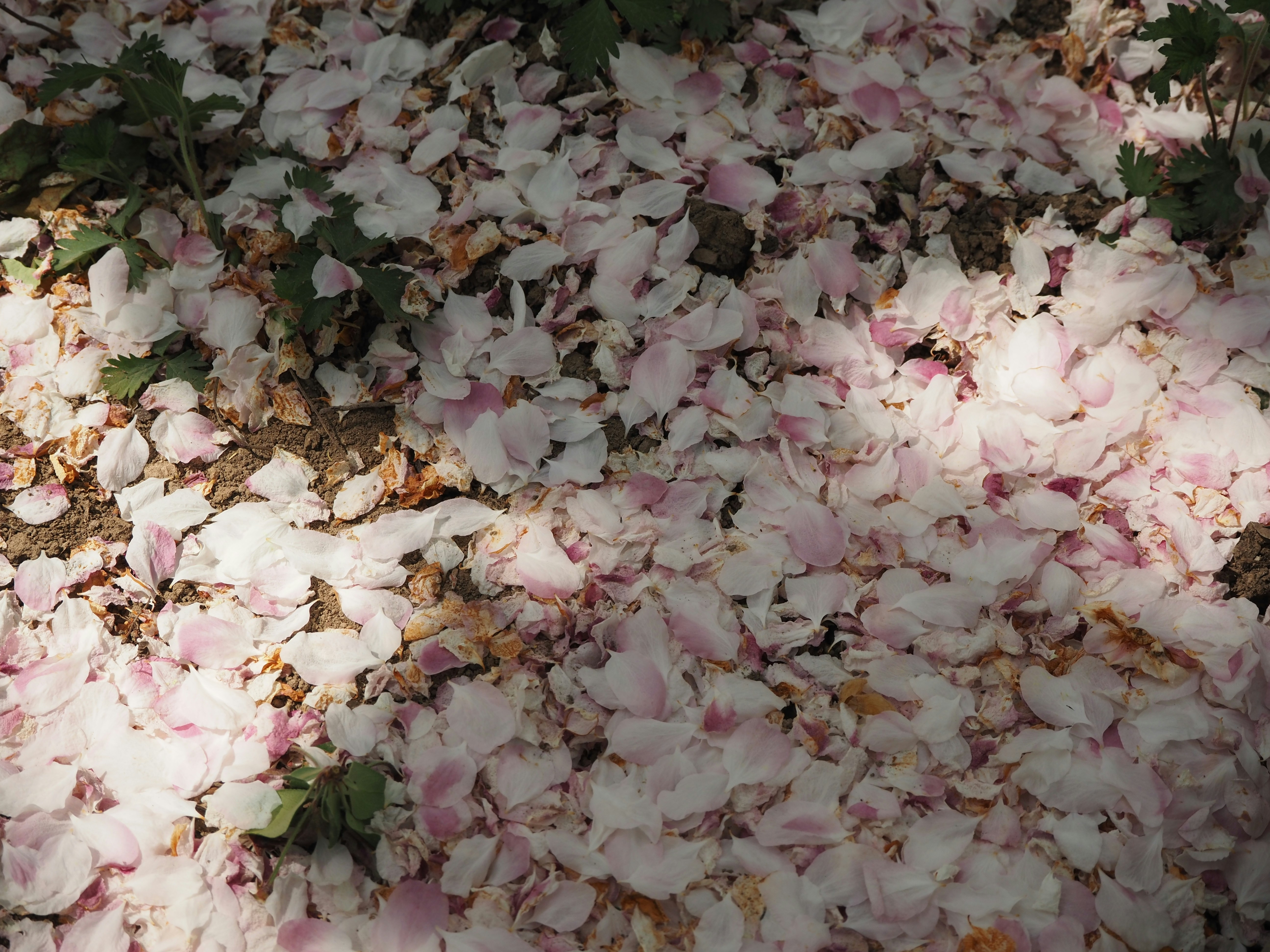 Petal Carpet in Dappled Light