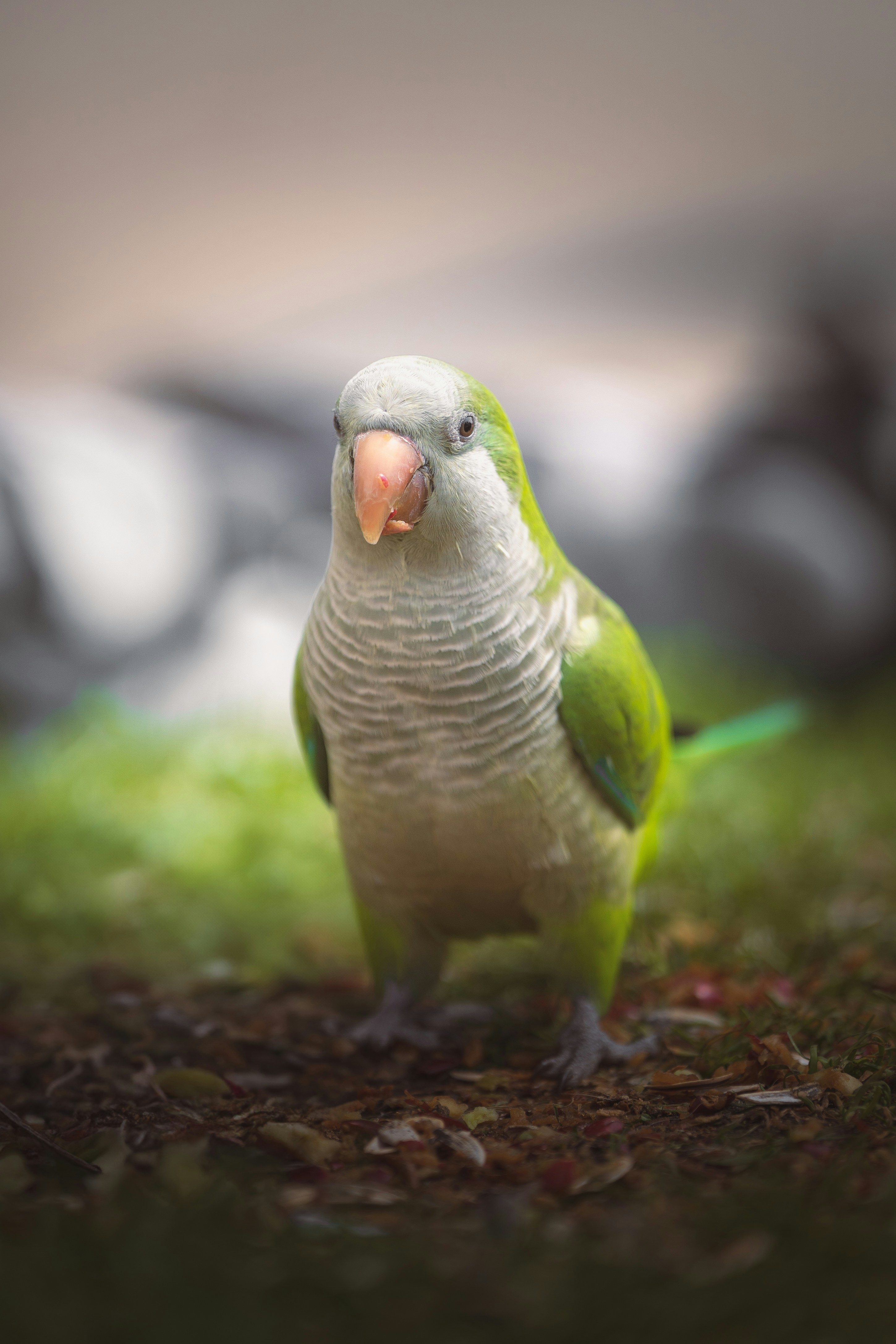 Curious Green Parrot Meets the Lens