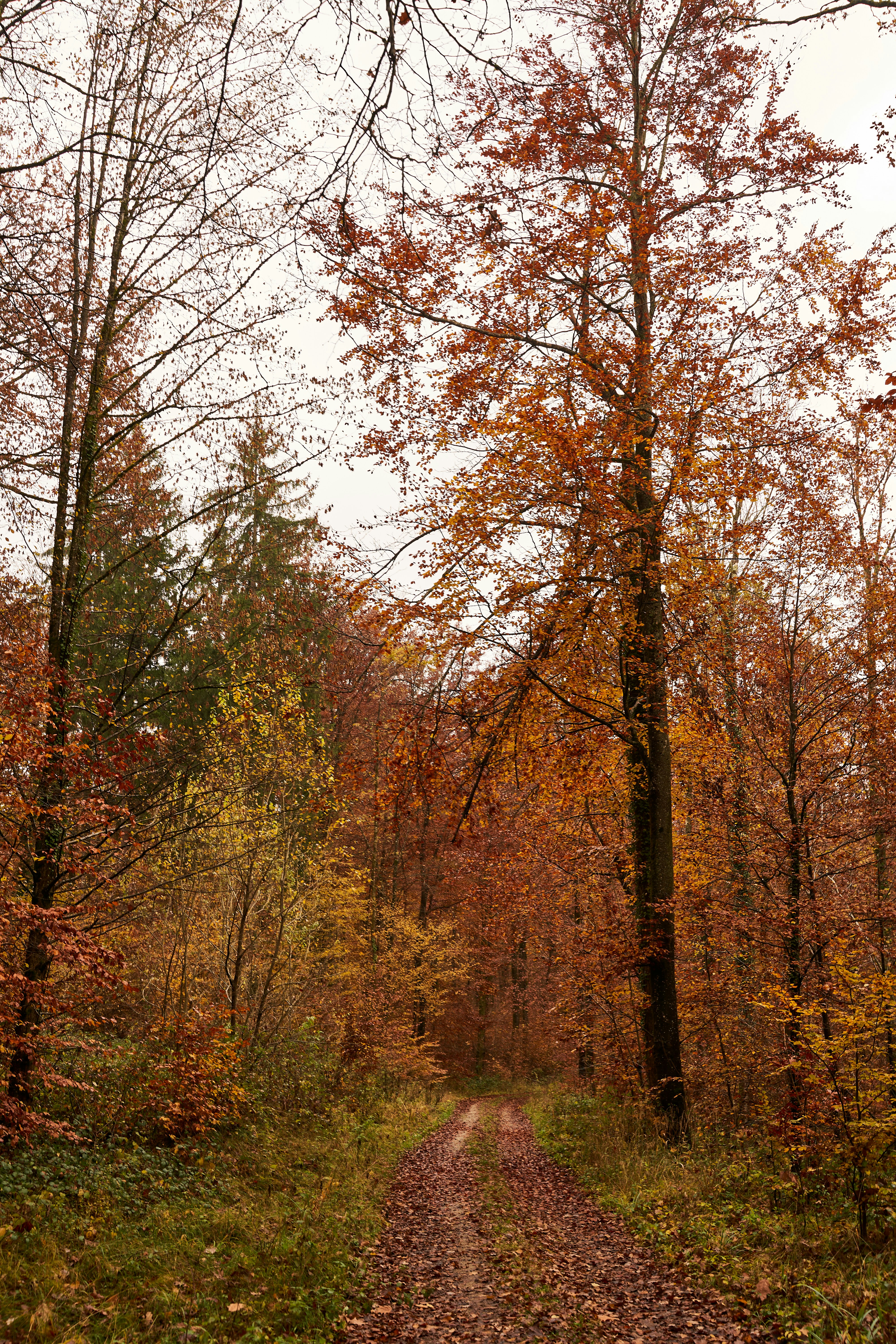 Autumn colors surround a path through the forest.
