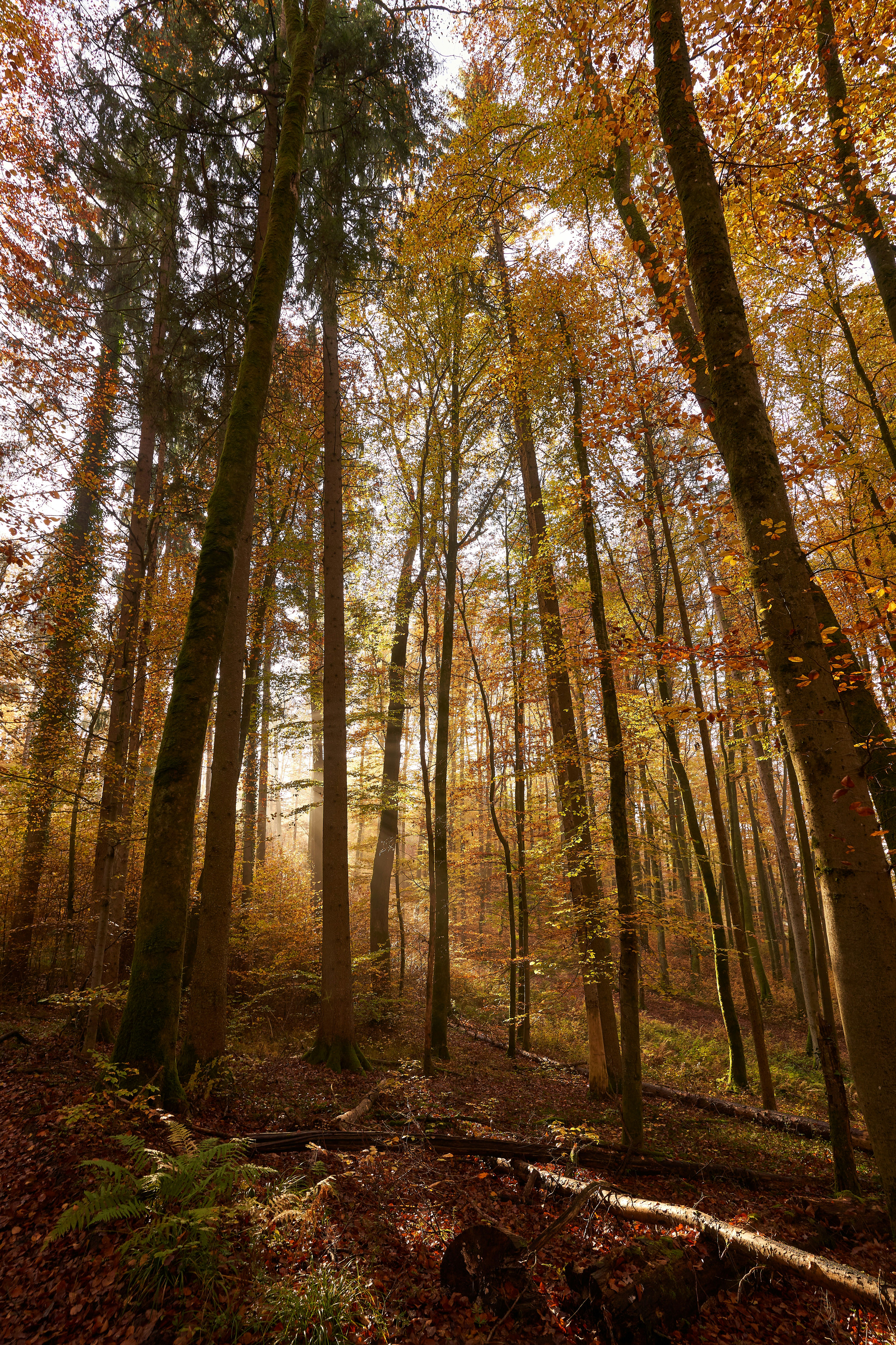 Tall trees rise towards the sky in autumn forest. photo – Free Forest ...