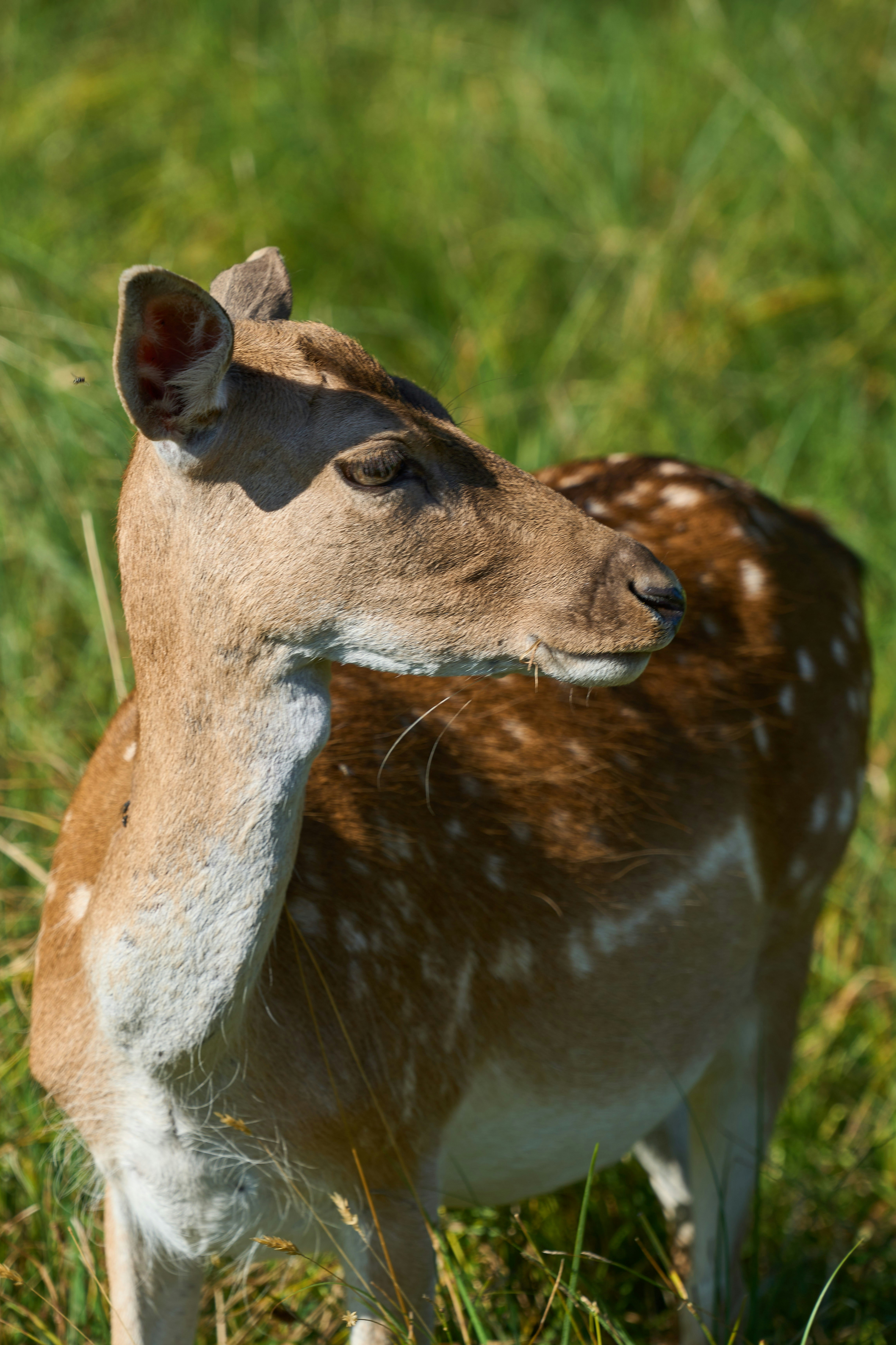 Photo by Wolfgang Hasselmann with Sony Alpha 7 IV