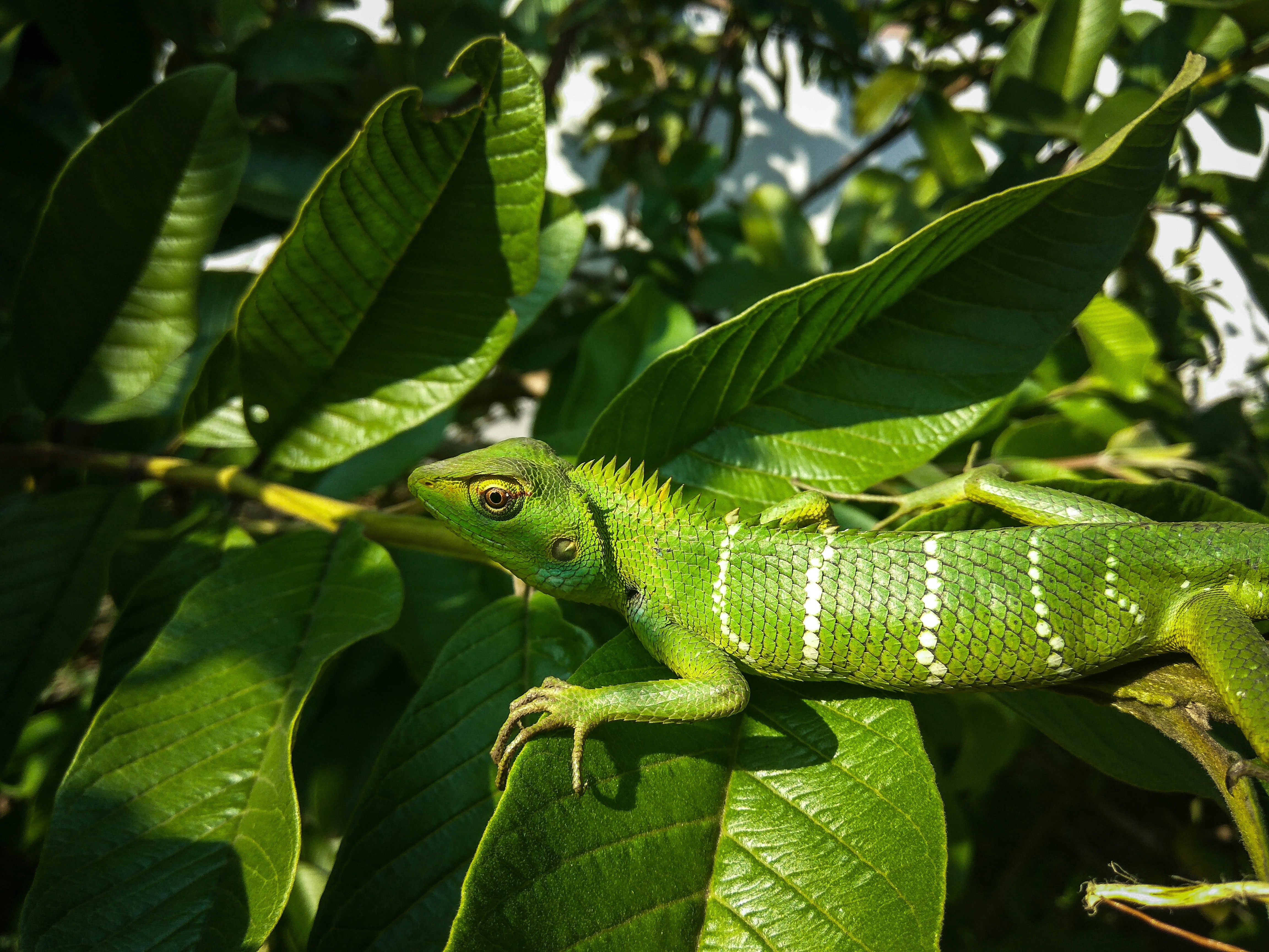 A vibrant green lizard perched on lush leaves, showcasing its textured skin and striking coloration.