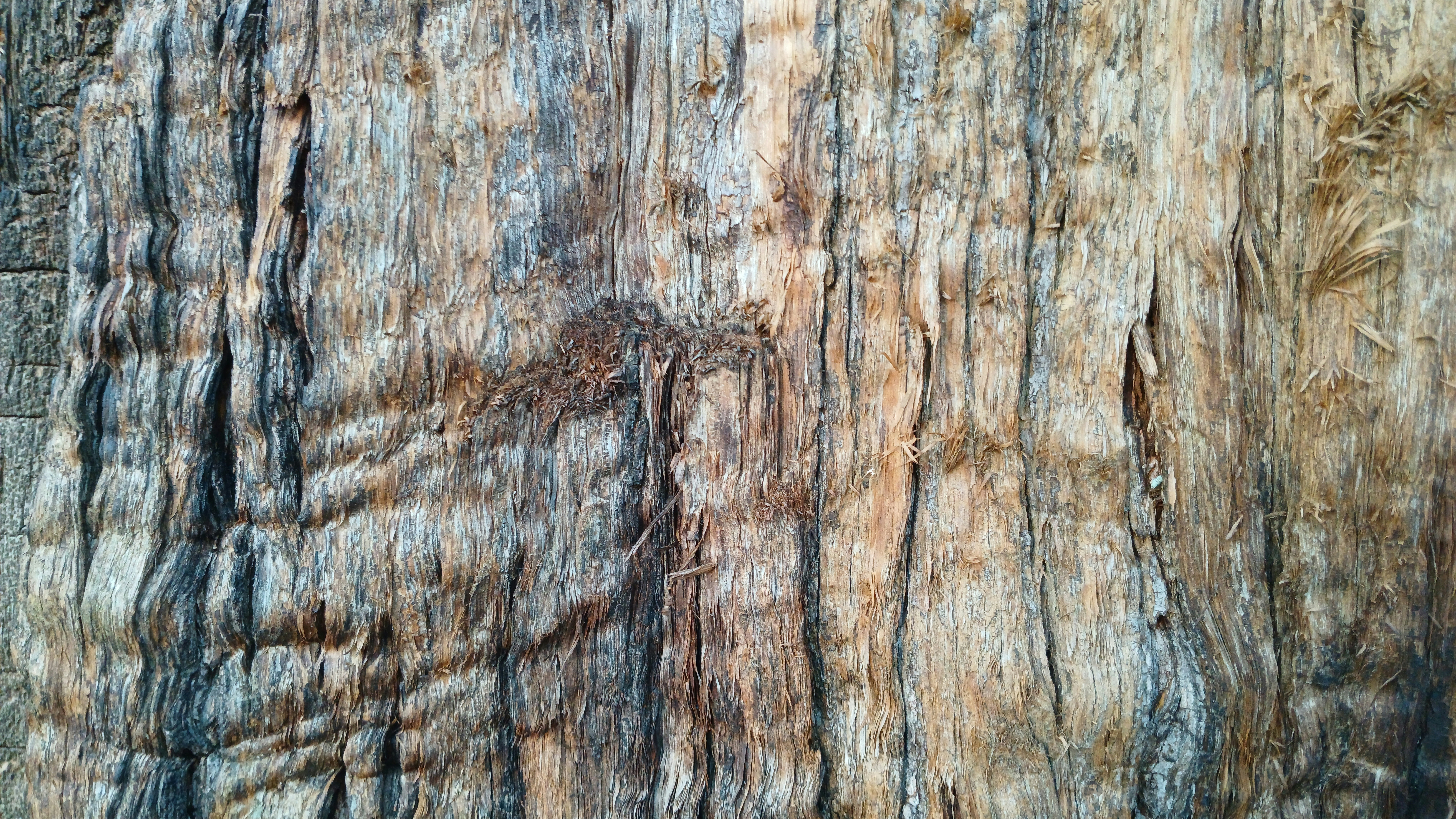 Close-up of a weathered tree trunk showing vertical striations and earthy tones across textured bark.
