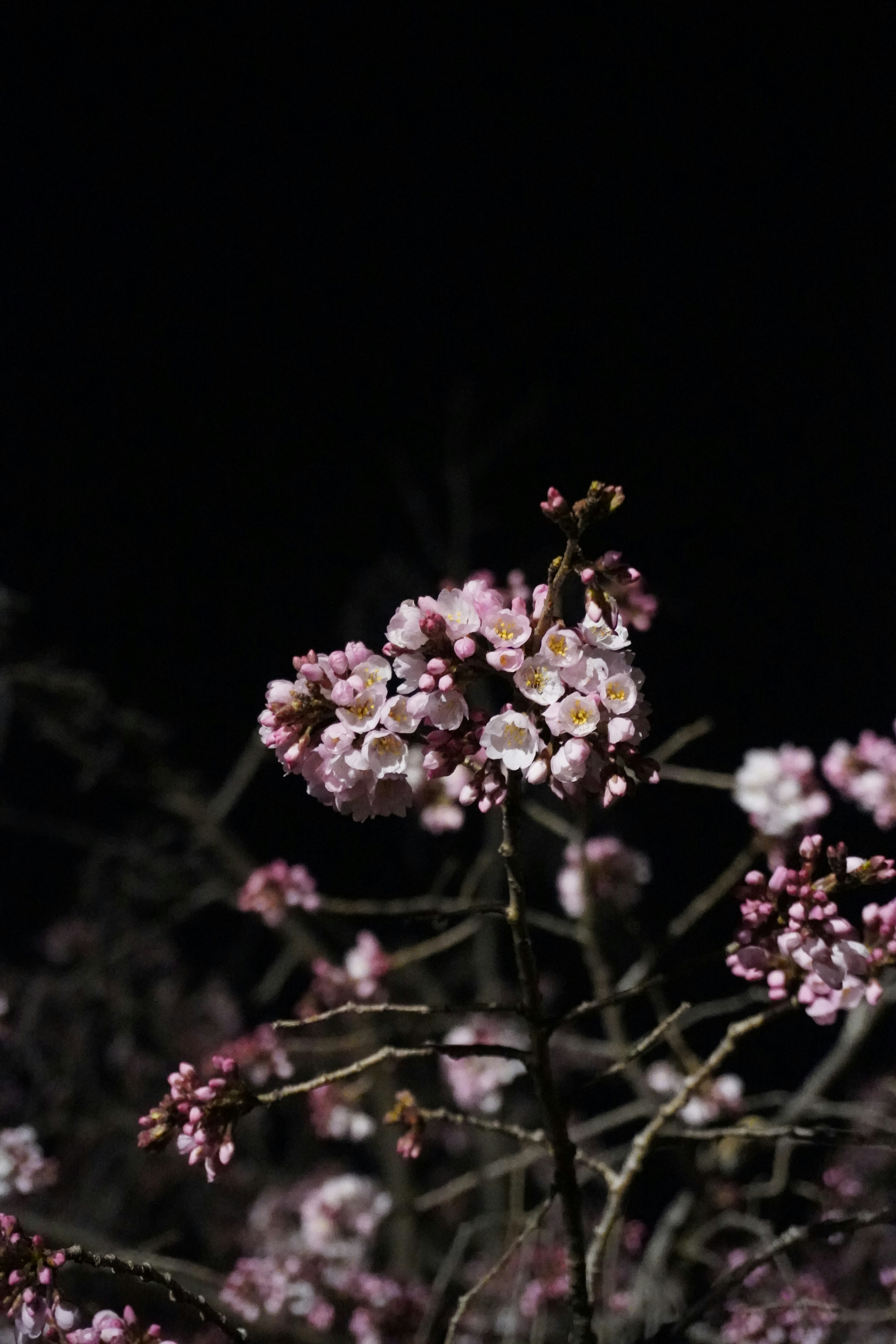Delicate cherry blossoms illuminated against a dark backdrop, showcasing their intricate petals and subtle hues. A serene moment captured in nature's beauty.