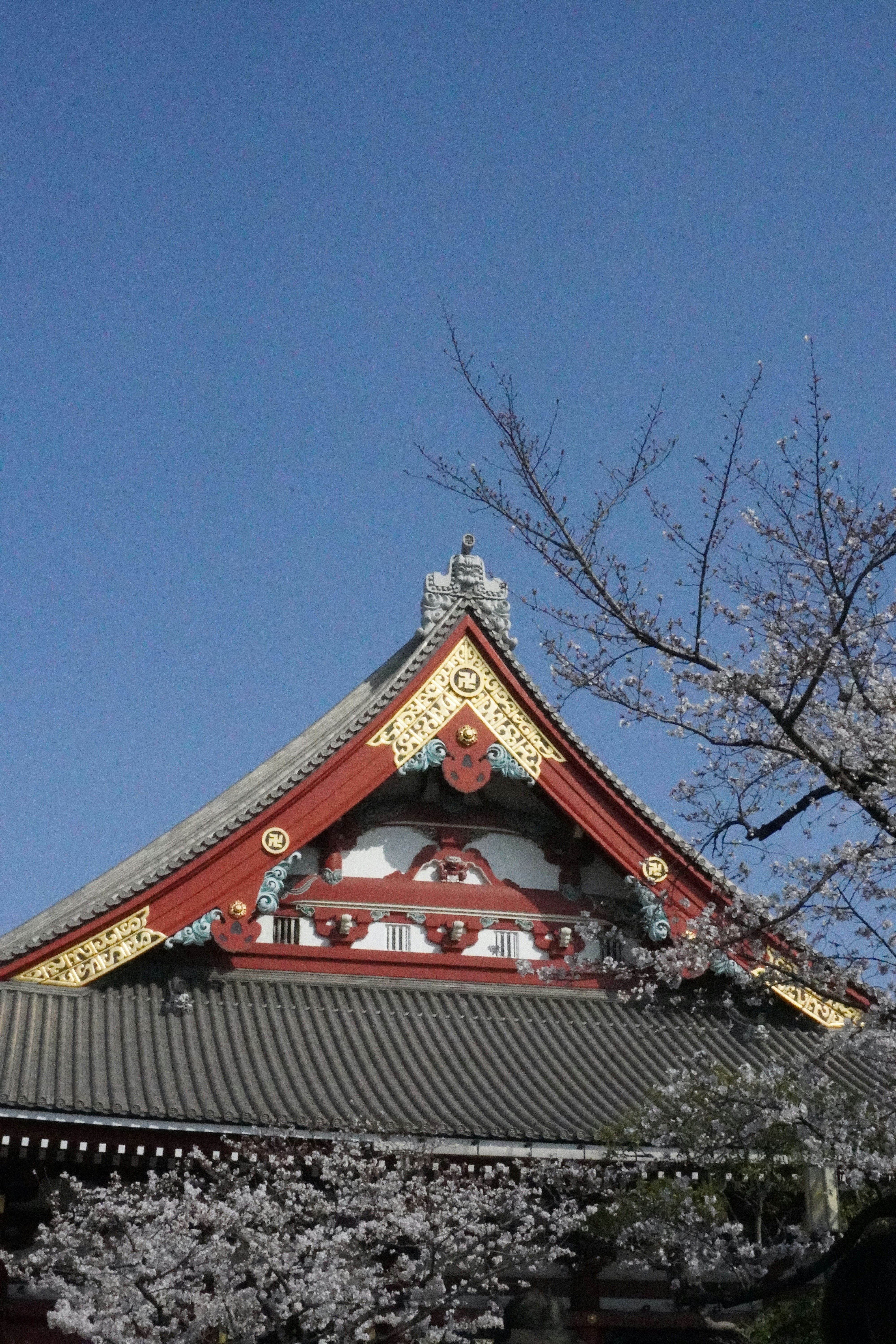 Cherry Blossoms Embrace Traditional Architecture