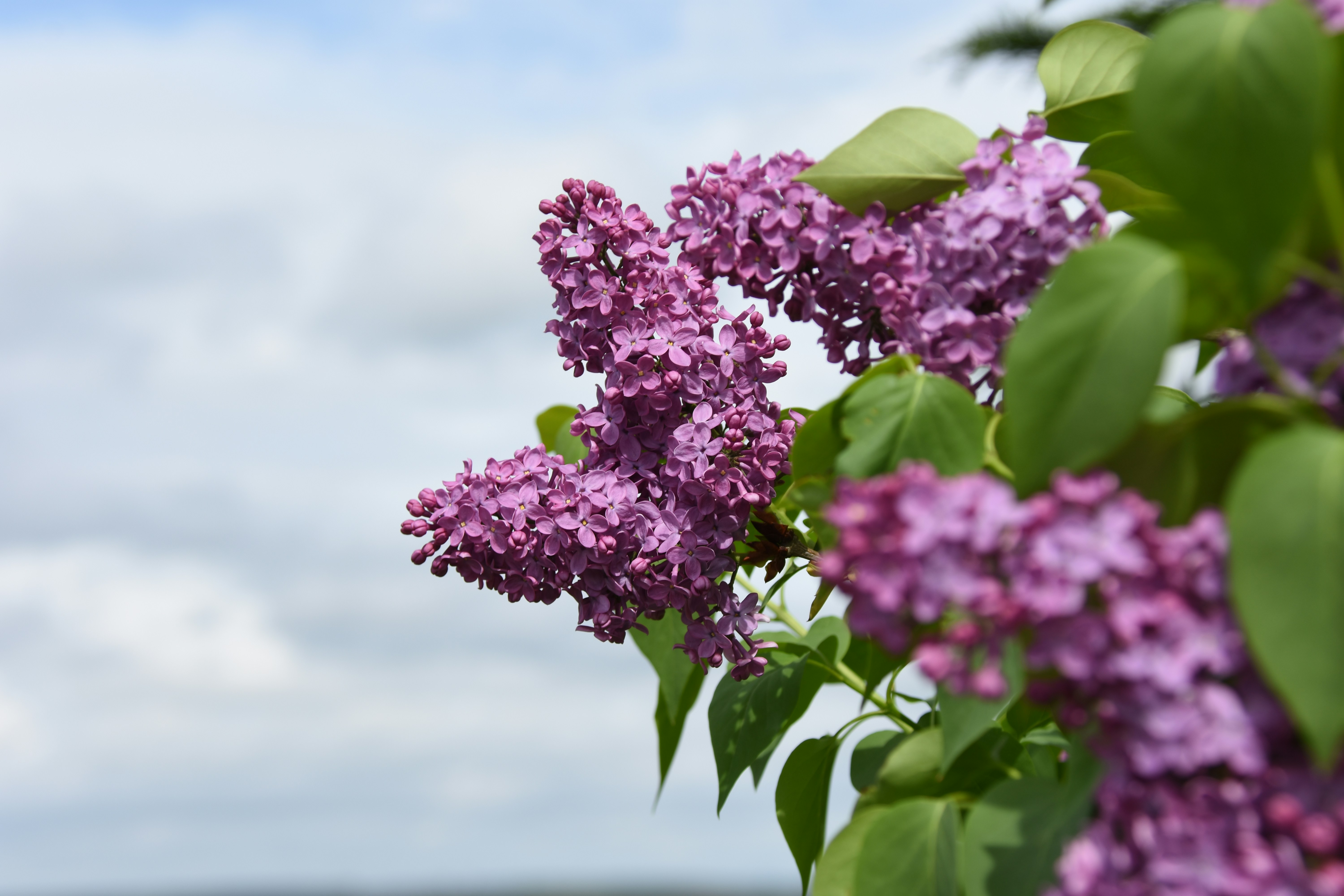 Lilac Clusters Framed by Open Sky