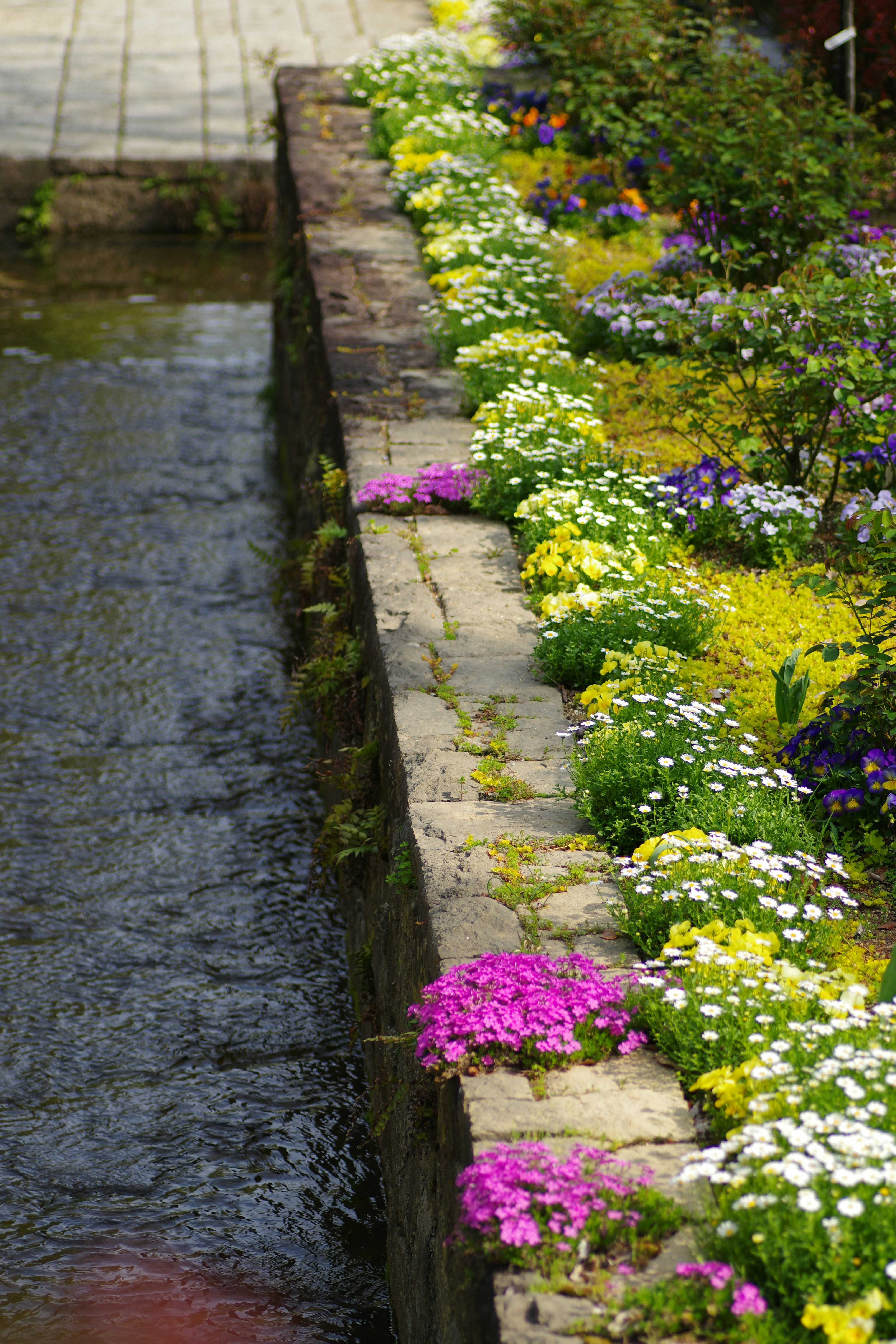 Riverside Stone Wall in Bloom: A Ribbon of Color by the Water