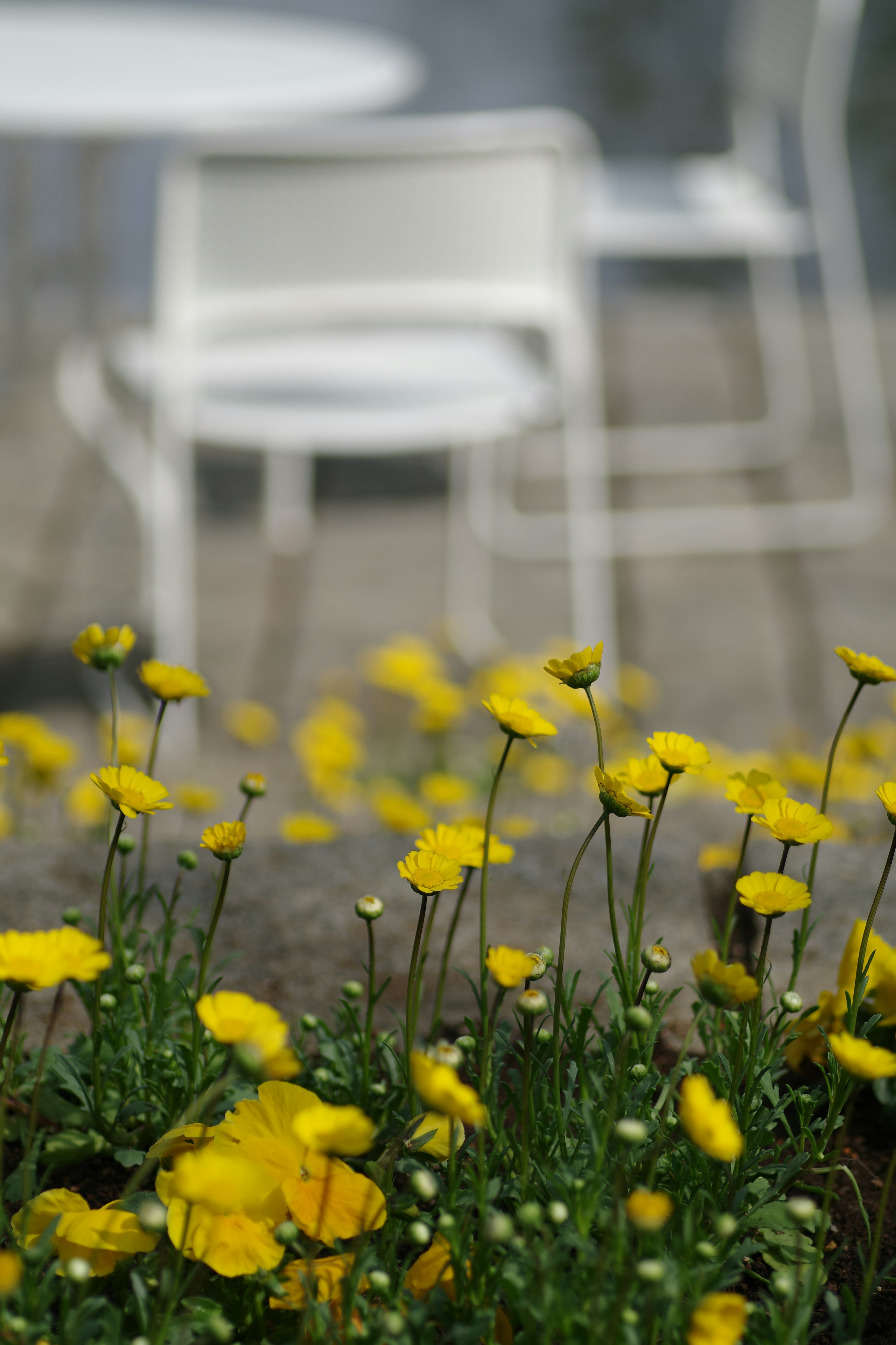 Sunlit Yellow Blooms Anchoring a Soft-Blurred Patio
