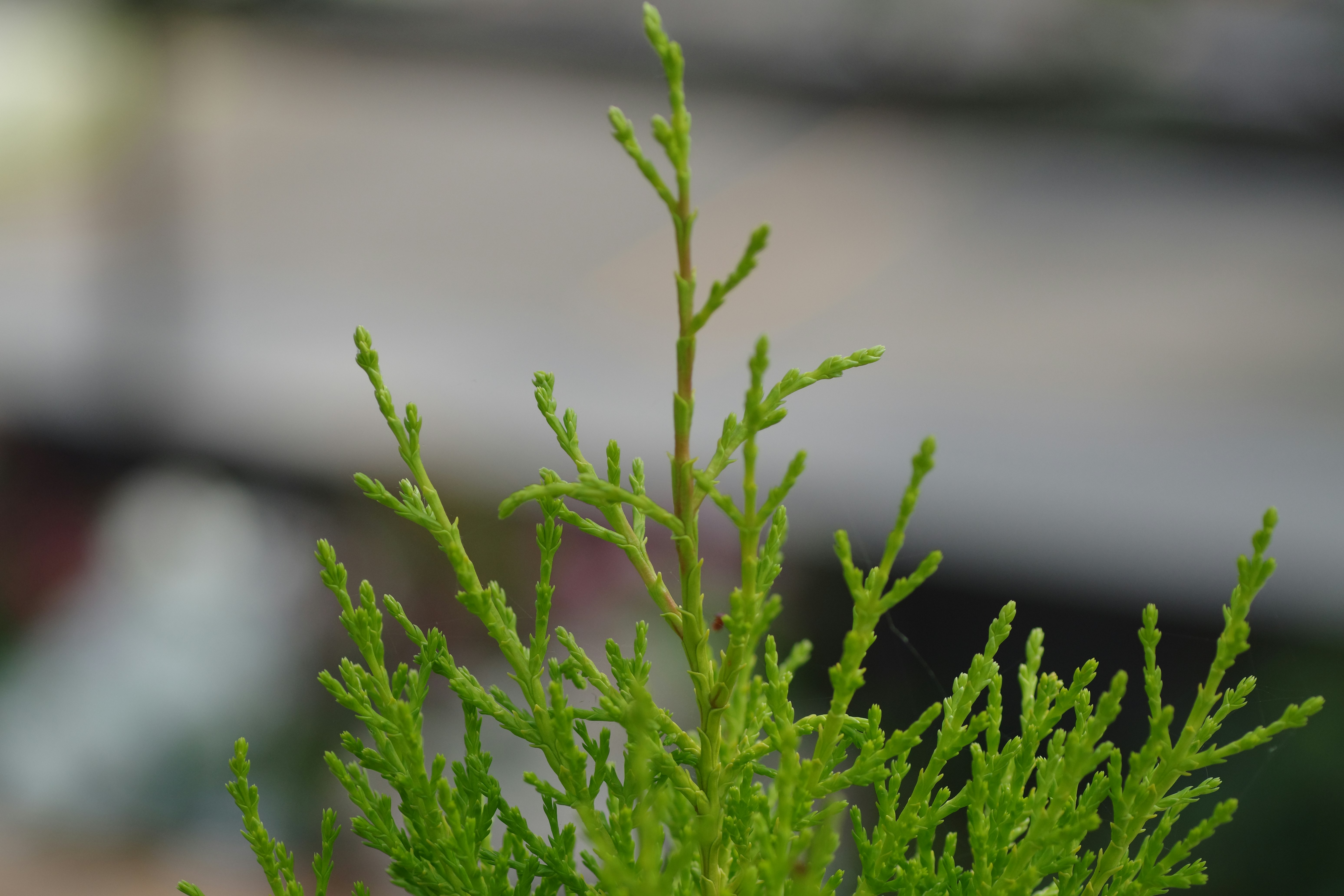 Emerald Fronds in Focus: A Macro Study of Green Texture