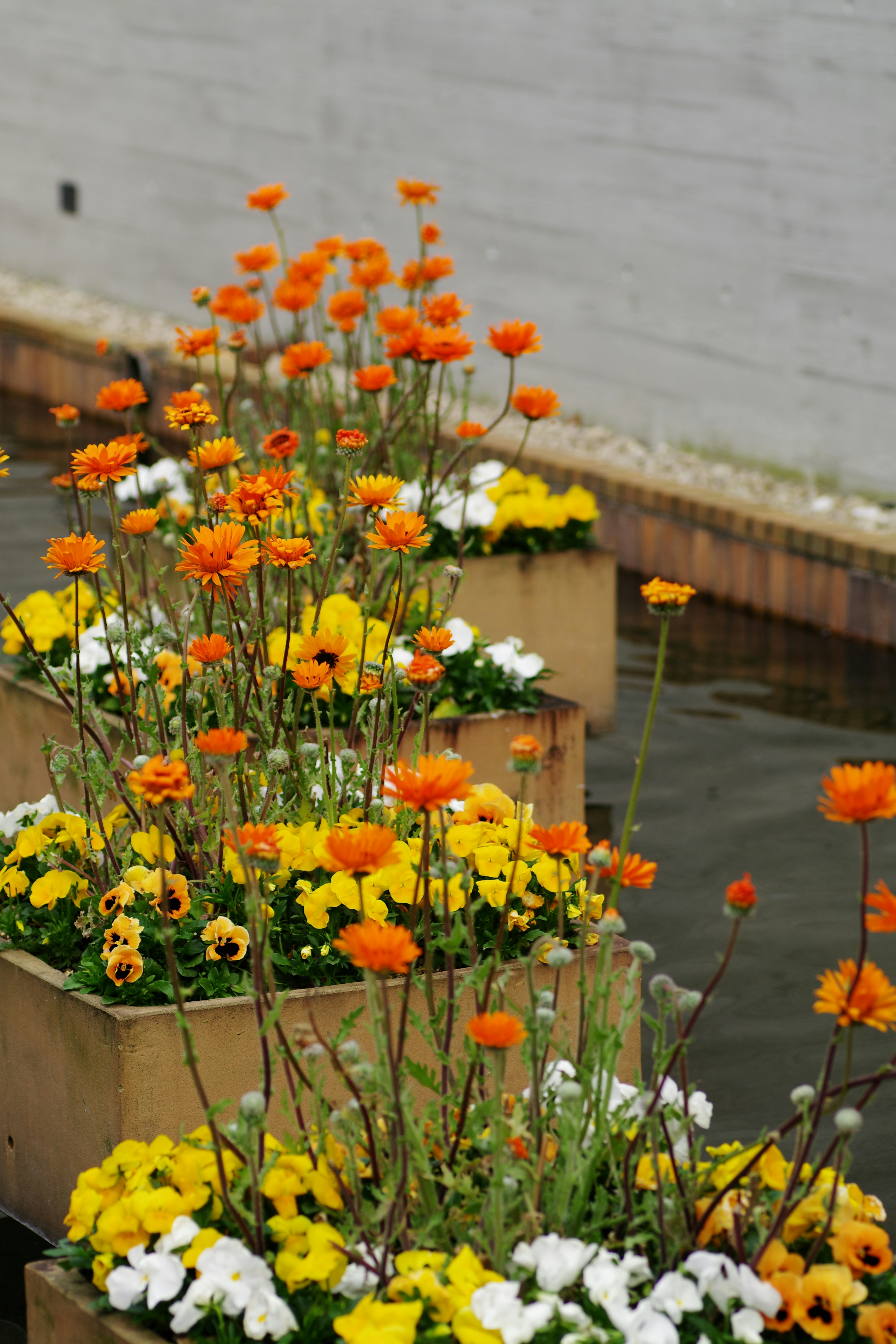 Amber Daisies Along a Brick-Edged Waterway