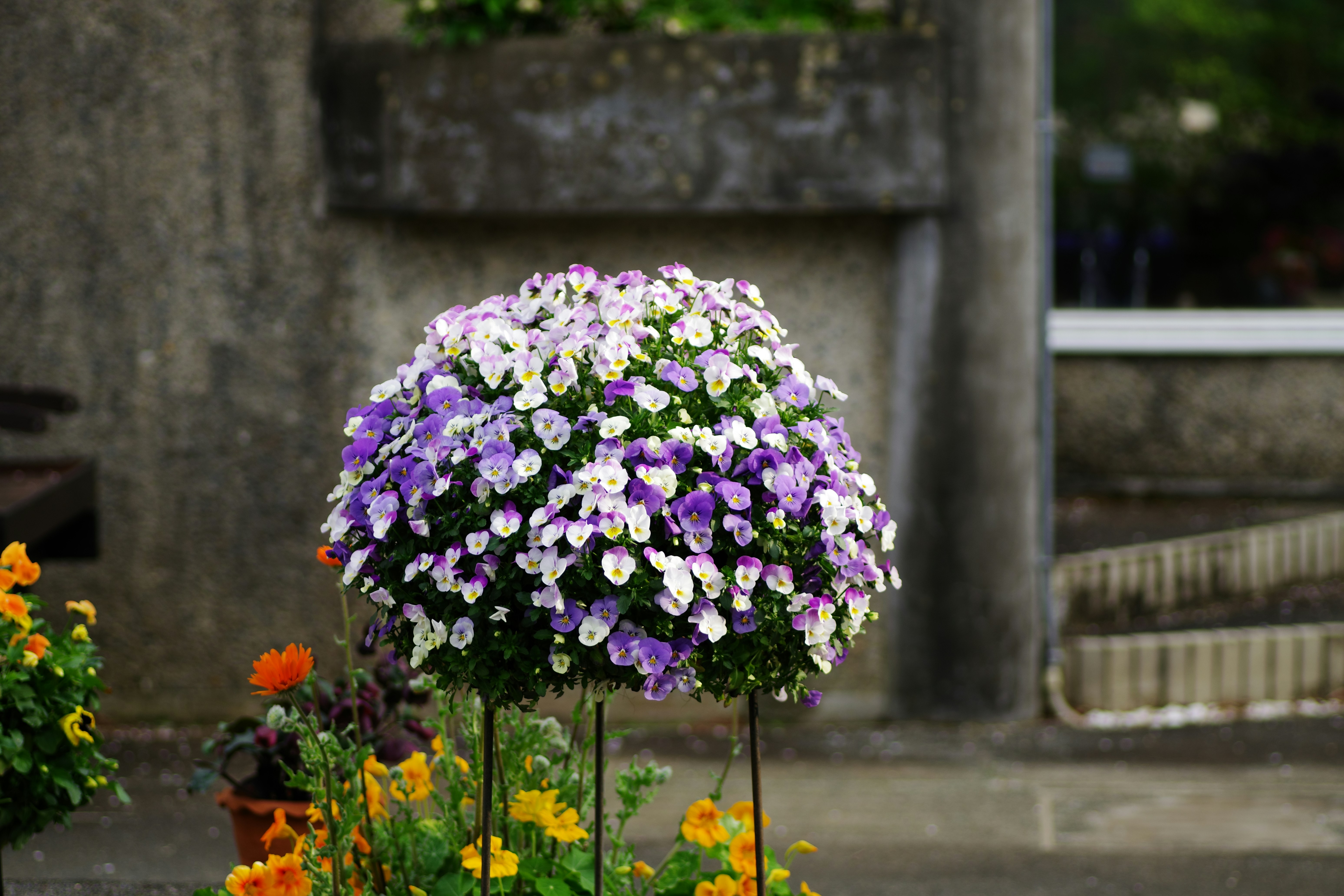 Beautiful green and flower garden、新緑と美しい花が織りなす絶景 A superb view of fresh greenery and beautiful flowers