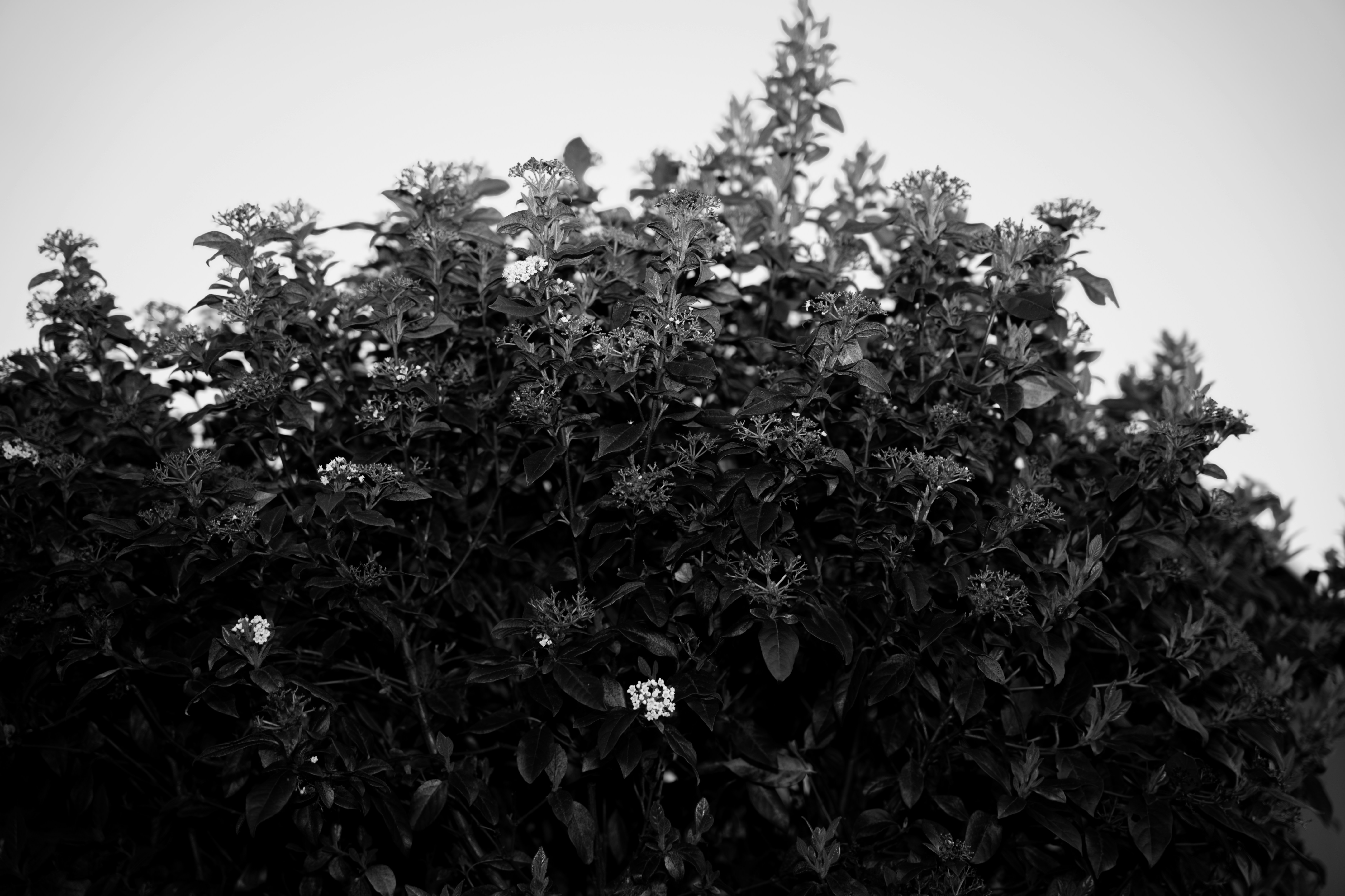 Bushy green plant in grayscale. photo – Free Flowers Image on Unsplash