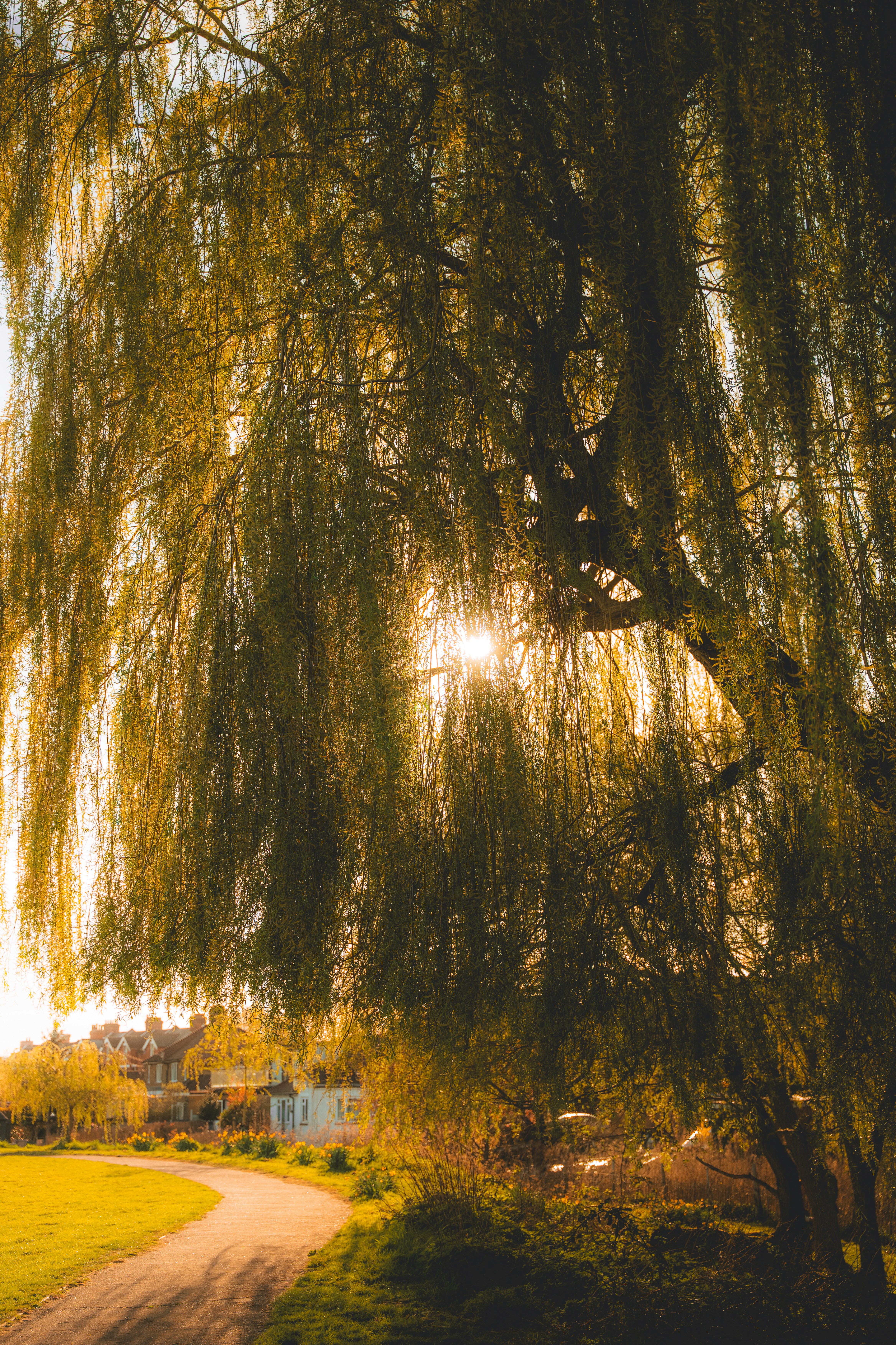 Sunlight shines through a weeping willow tree. photo – Free Garden ...