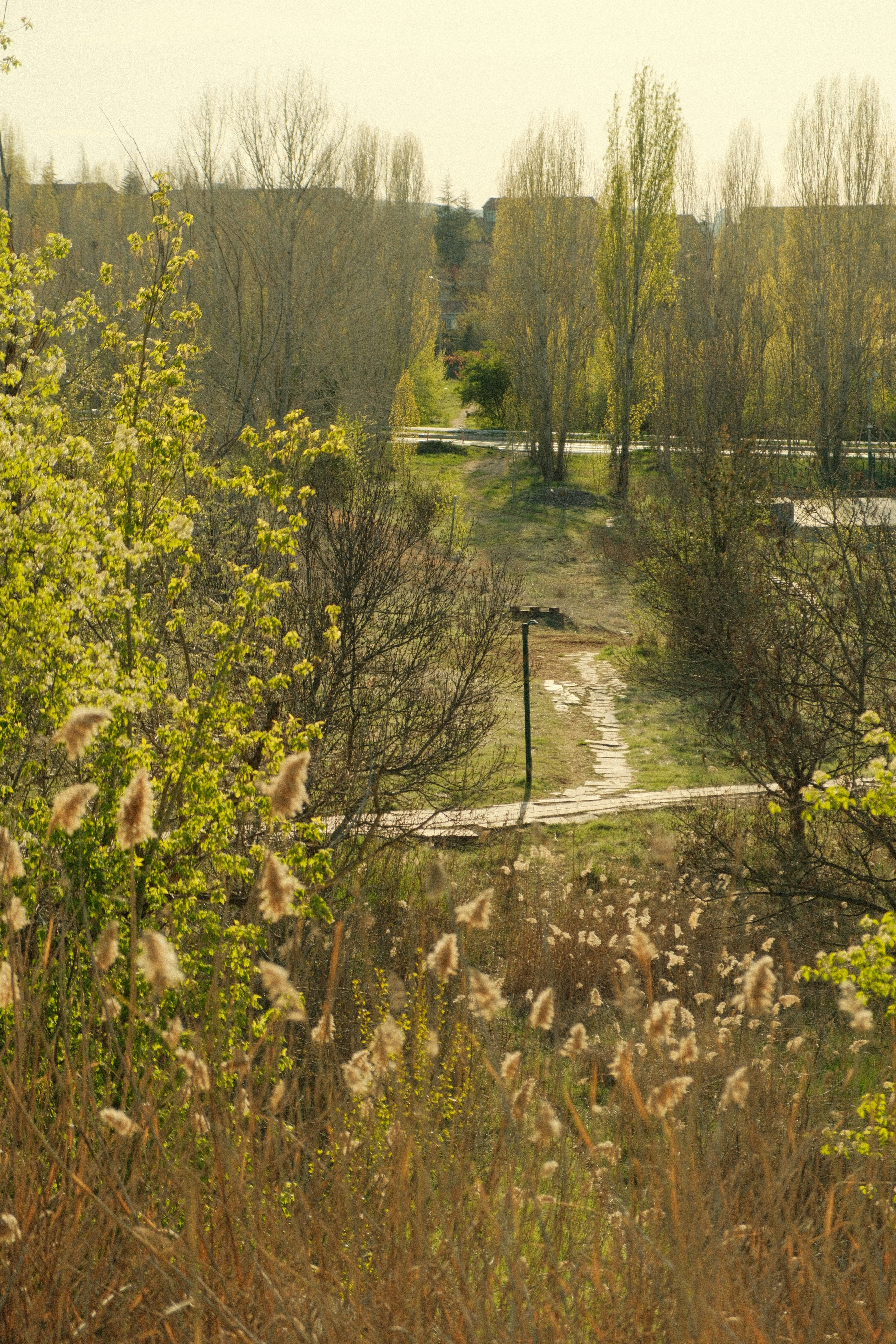 Nature's Pathway: A Journey Through Verdant Tranquility
