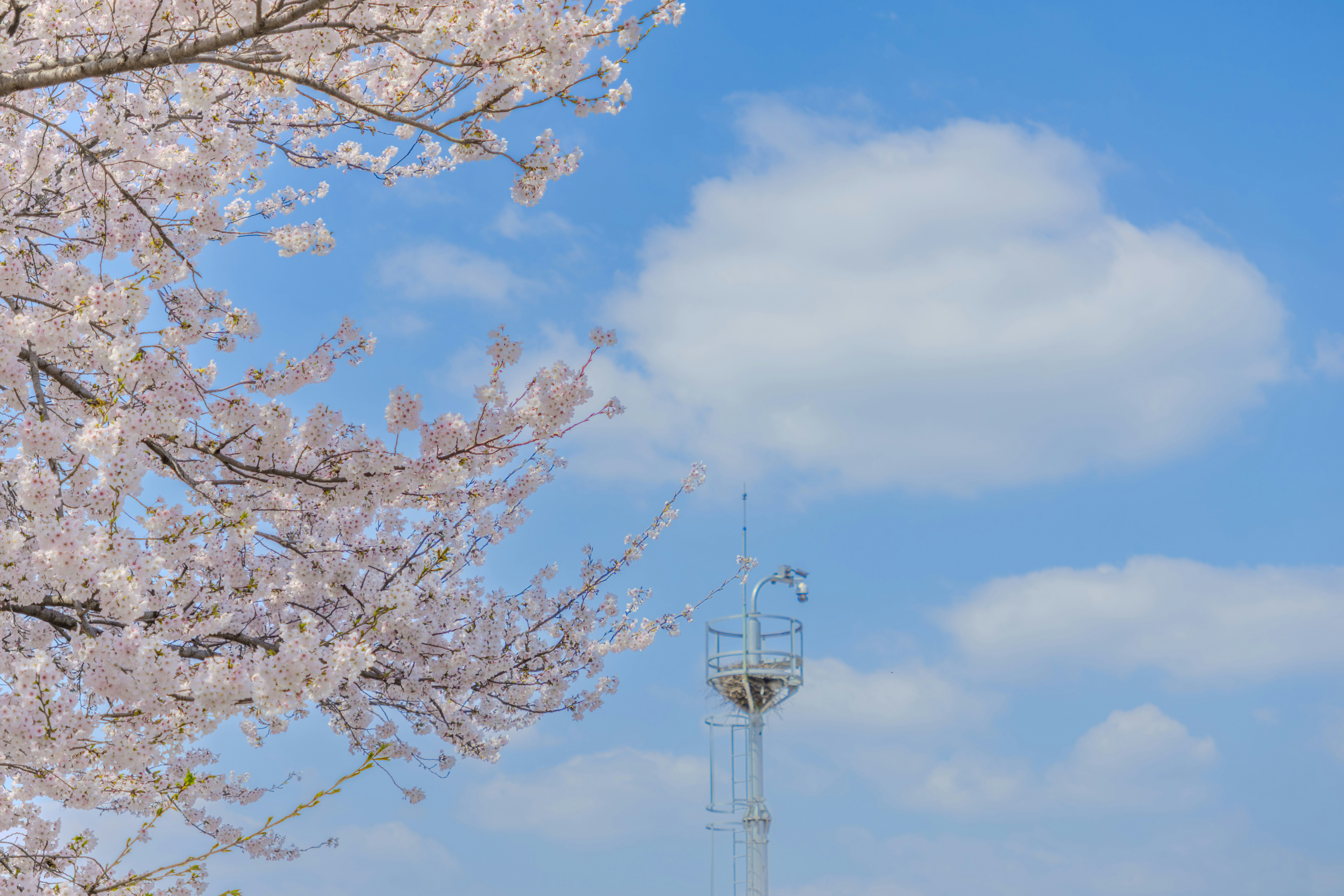 Blue Sky and Blush: Cherry Blossoms Framing a Distant Tower