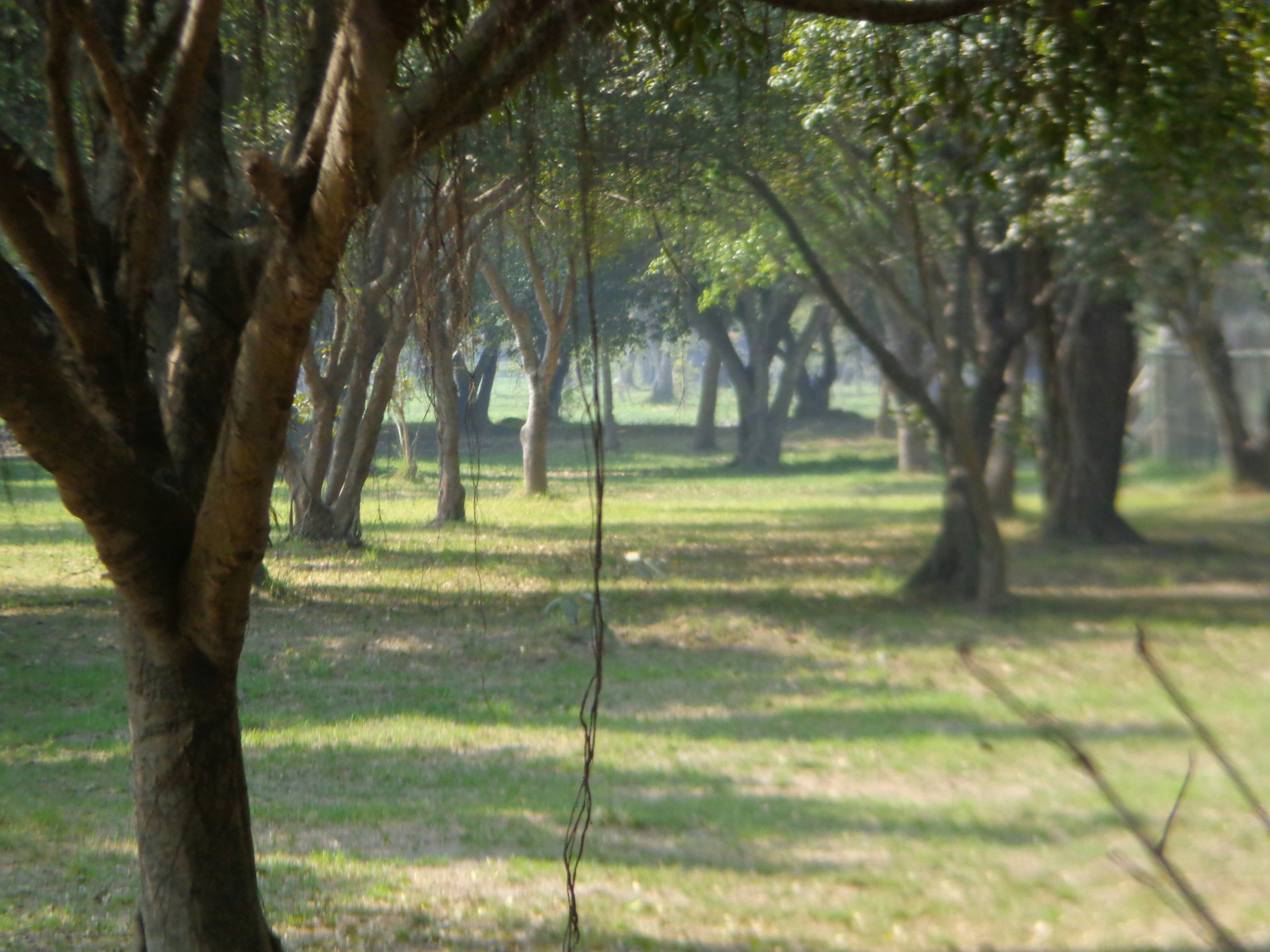 Sunlit grove of trees in a grassy park with dappled shadows and a distant clearing, foregrounded by a hanging vine.