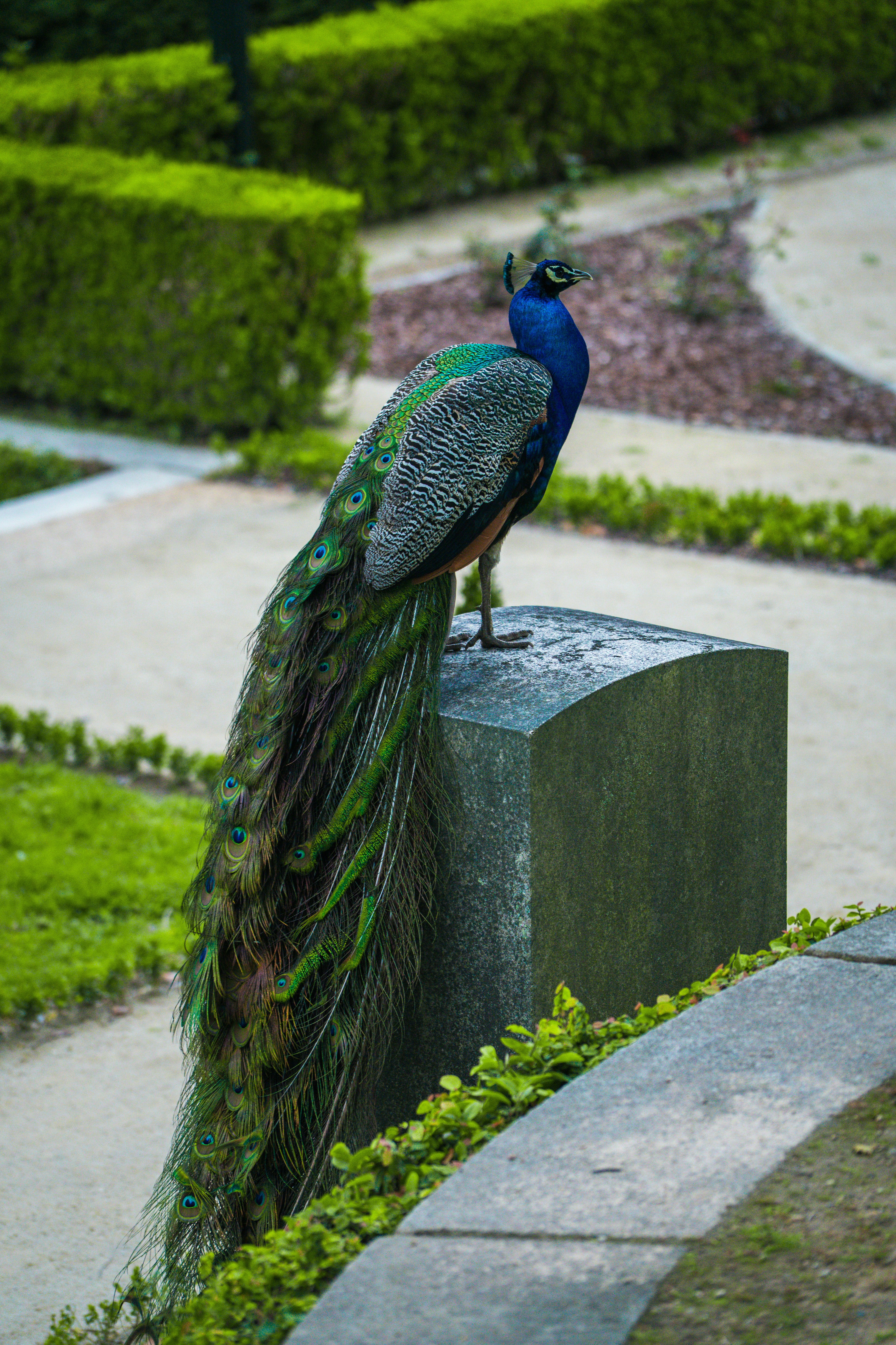 Emerald Crown on Granite: Peacock at the Garden's Edge