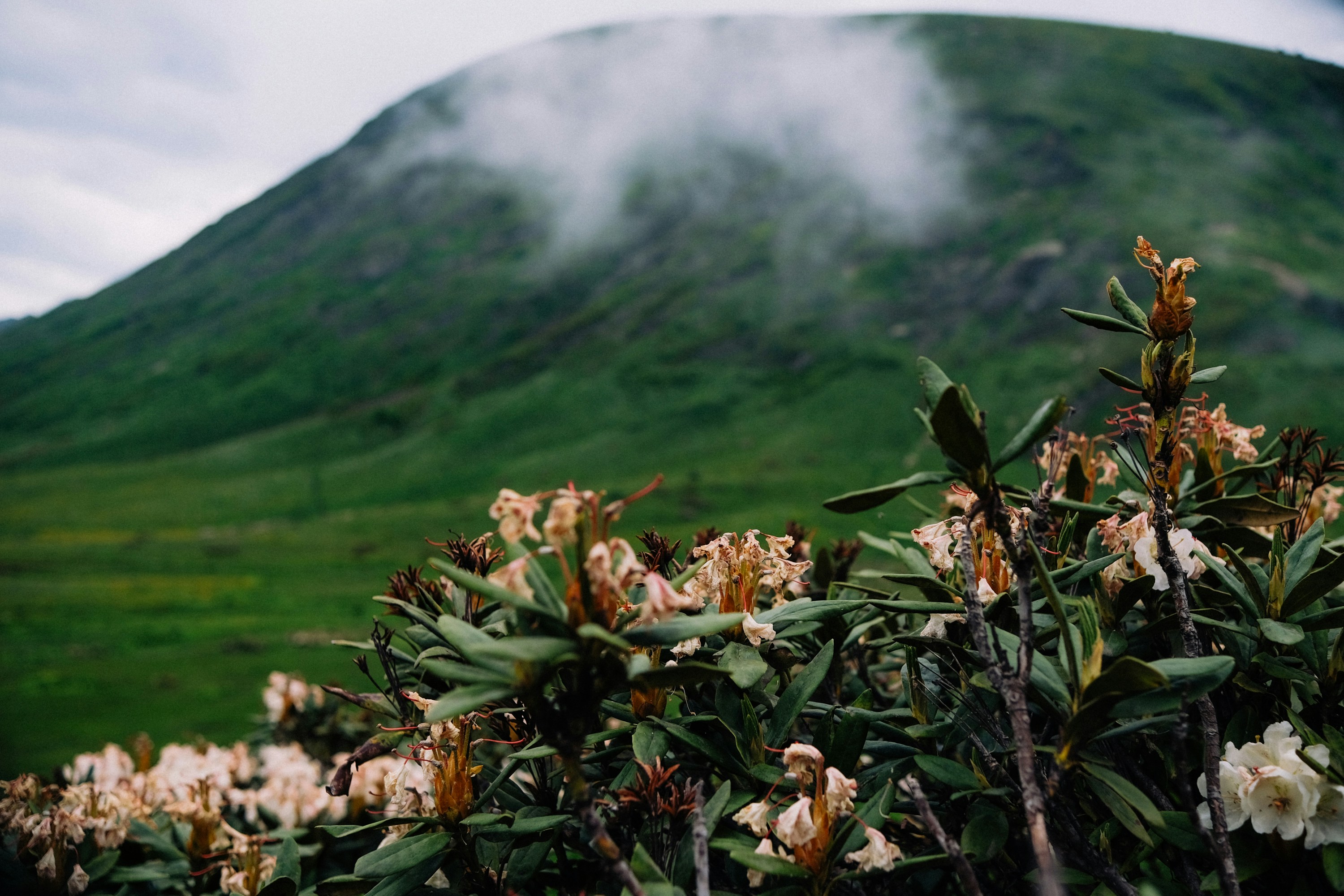 Floral Crest Before a Mist-Wrapped Summit